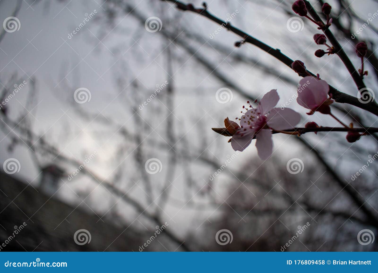 A Close Up of a Budding Pink Flower on a Tree Stock Photo - Image of ...