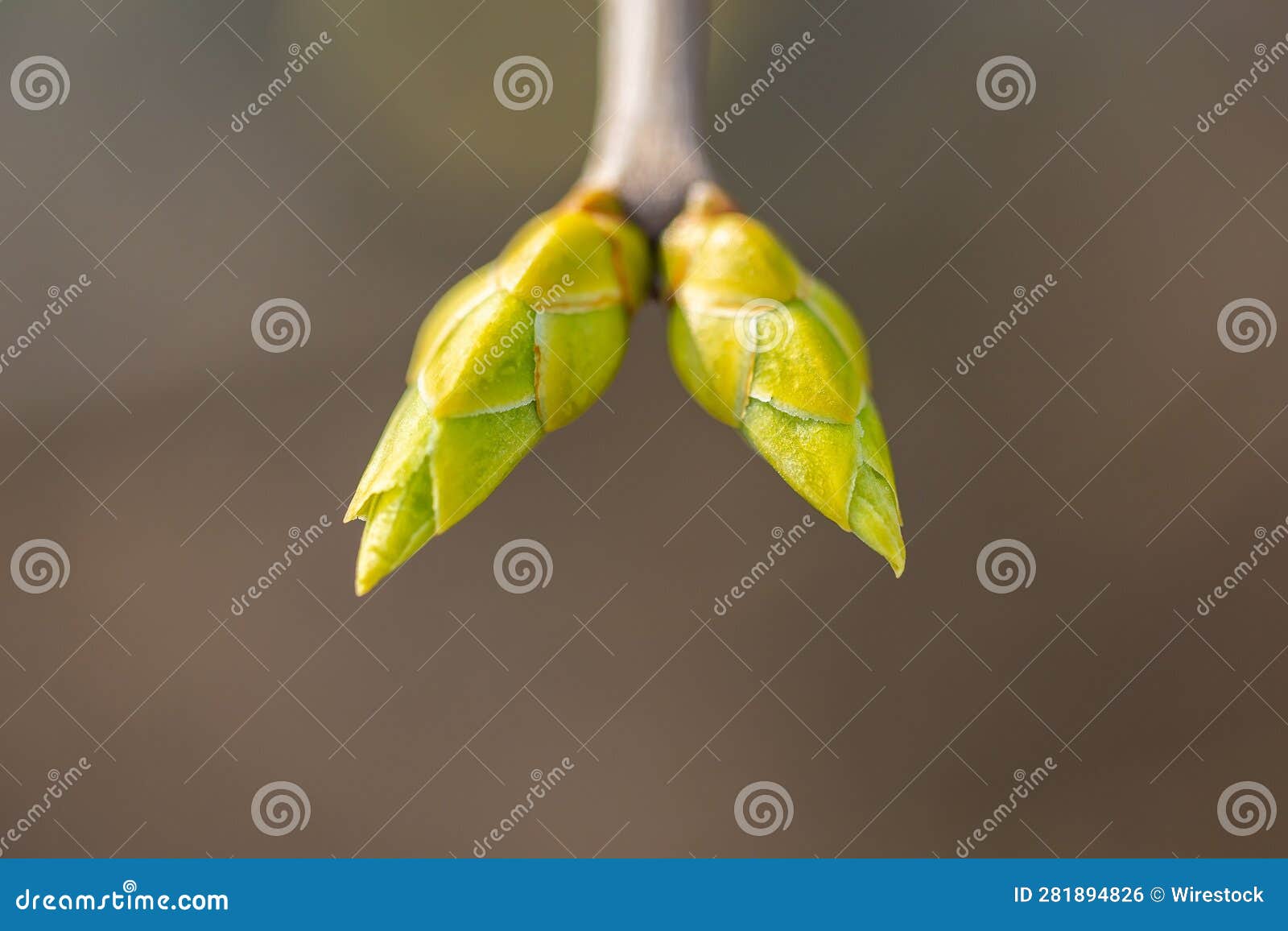 Close Up of a Budding Tree in Springtime, Featuring Lush Green Leaves ...