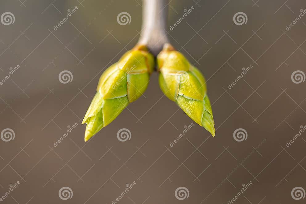 Close Up of a Budding Tree in Springtime, Featuring Lush Green Leaves ...