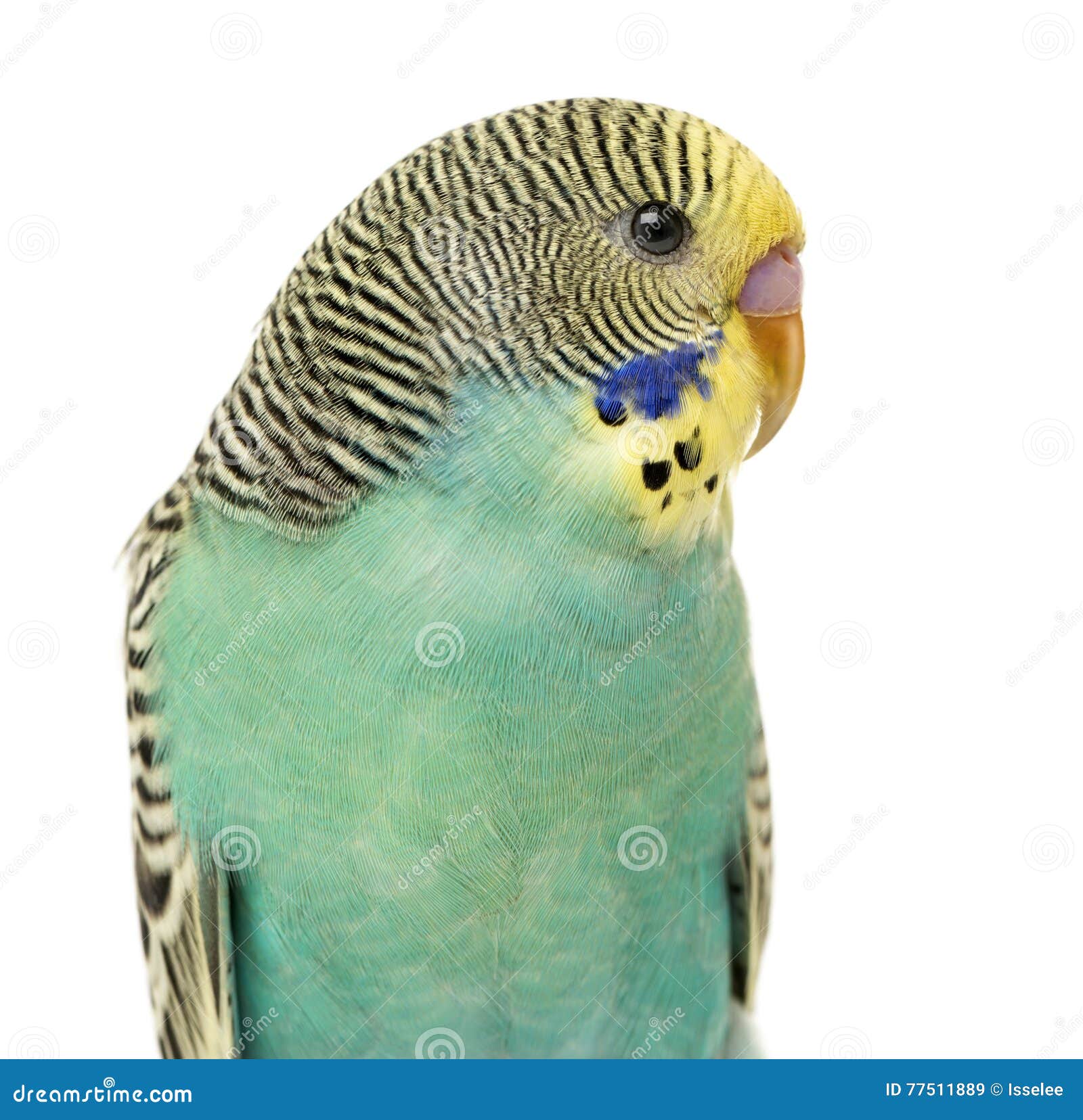 130 Budgie Side Profile Close Up Stock Photos - Free & Royalty-Free ...