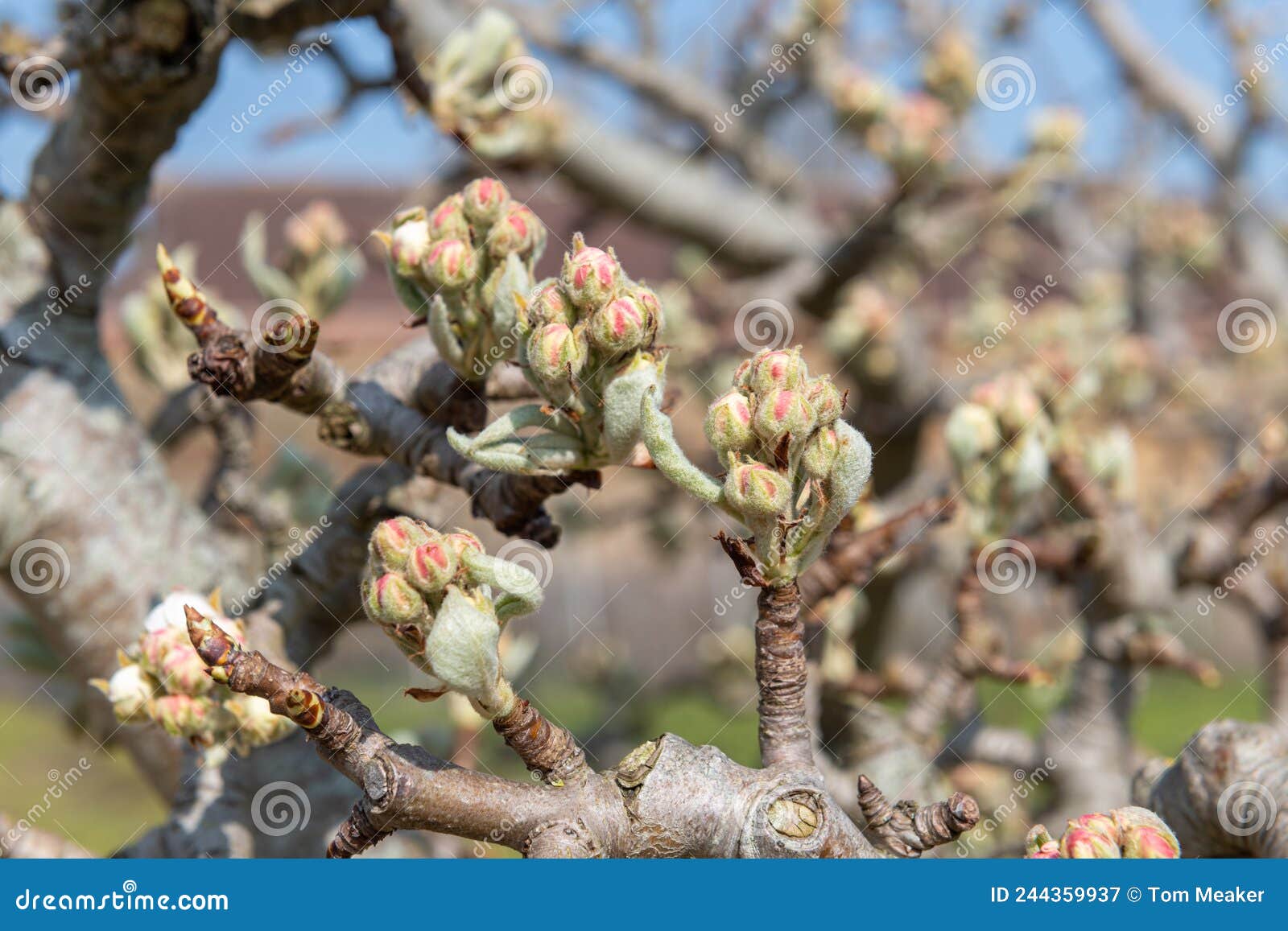 Pear buds stock image. Image of emerging, flora, closeup - 244359937