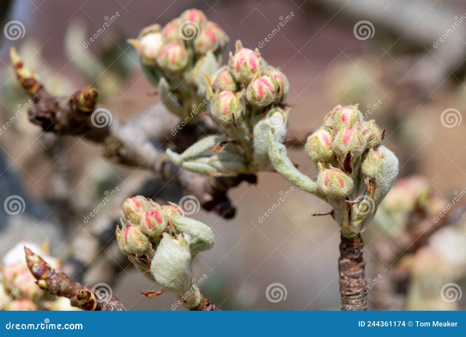 Pear buds stock photo. Image of growth, burst, emerging - 244361174