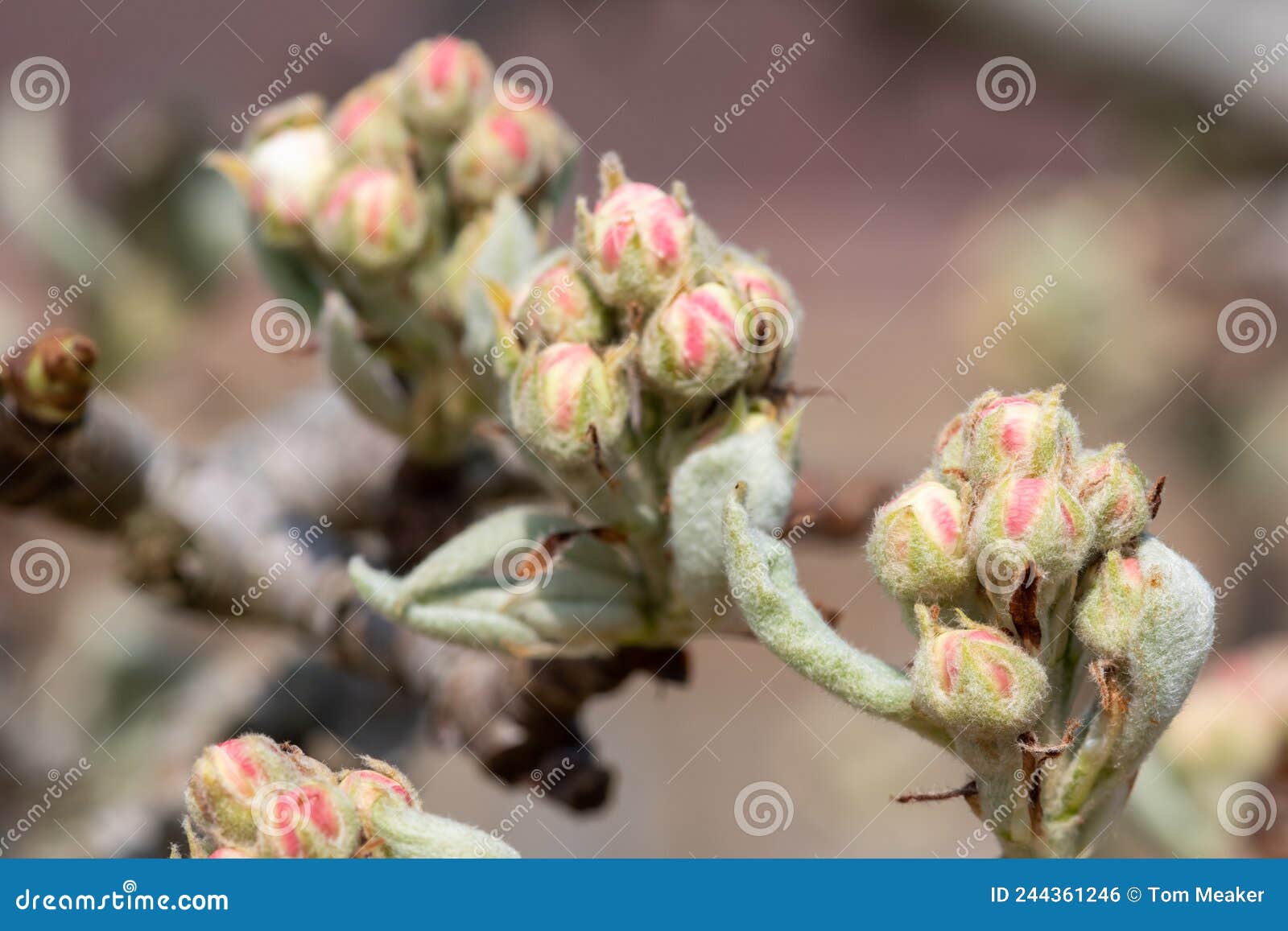 Pear buds stock photo. Image of outdoor, pyrus, cultivated - 244361246