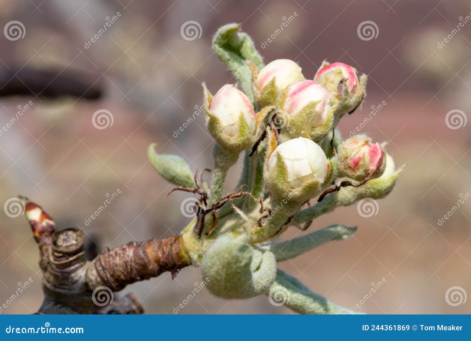 Pear buds stock image. Image of growth, buds, spring - 244361869