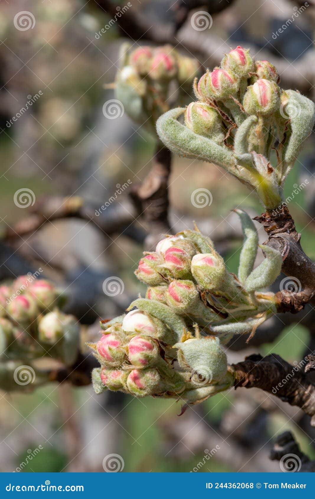 Pear buds stock photo. Image of plant, outdoor, colour - 244362068