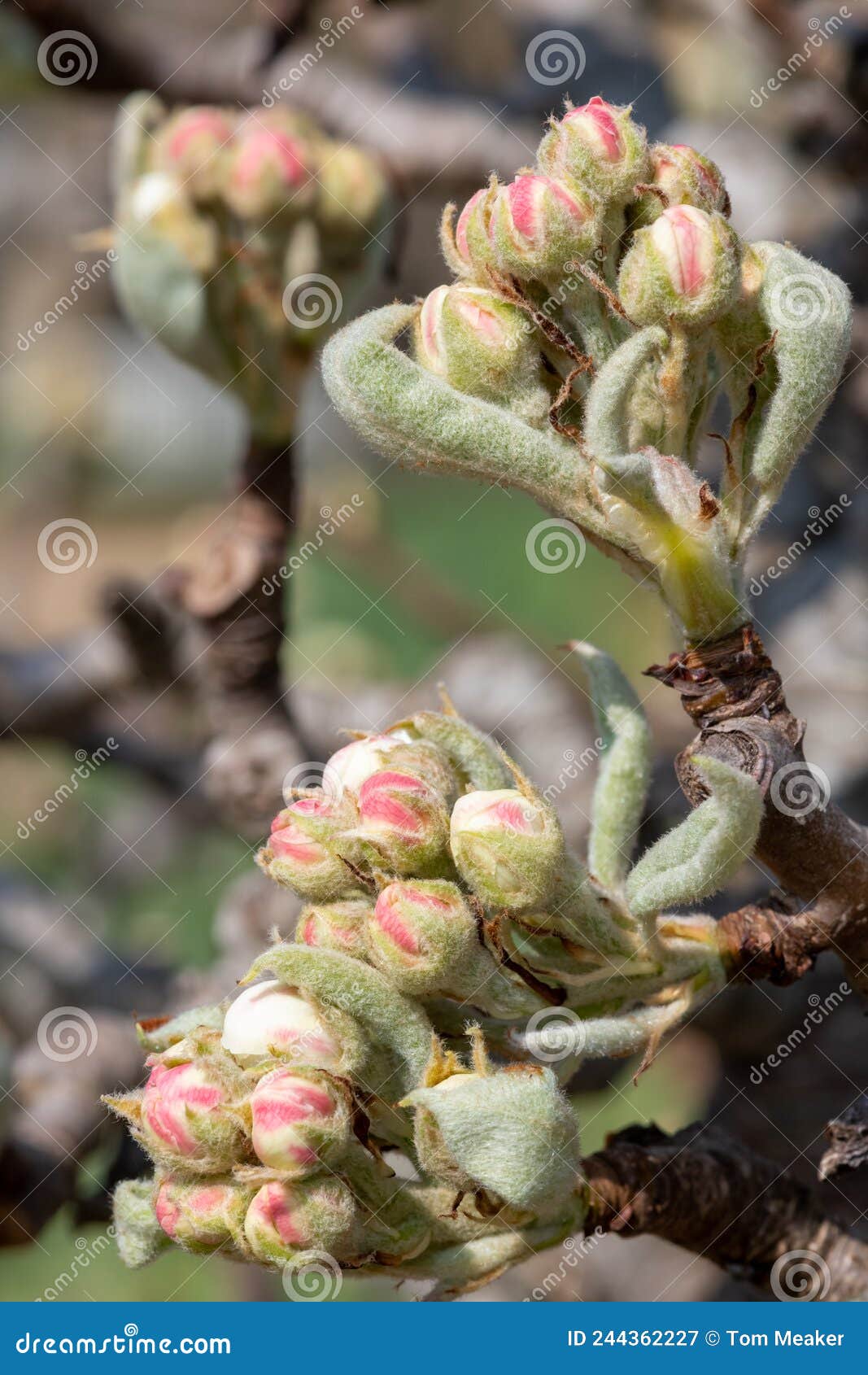 Pear buds stock image. Image of closeup, springitme - 244362227