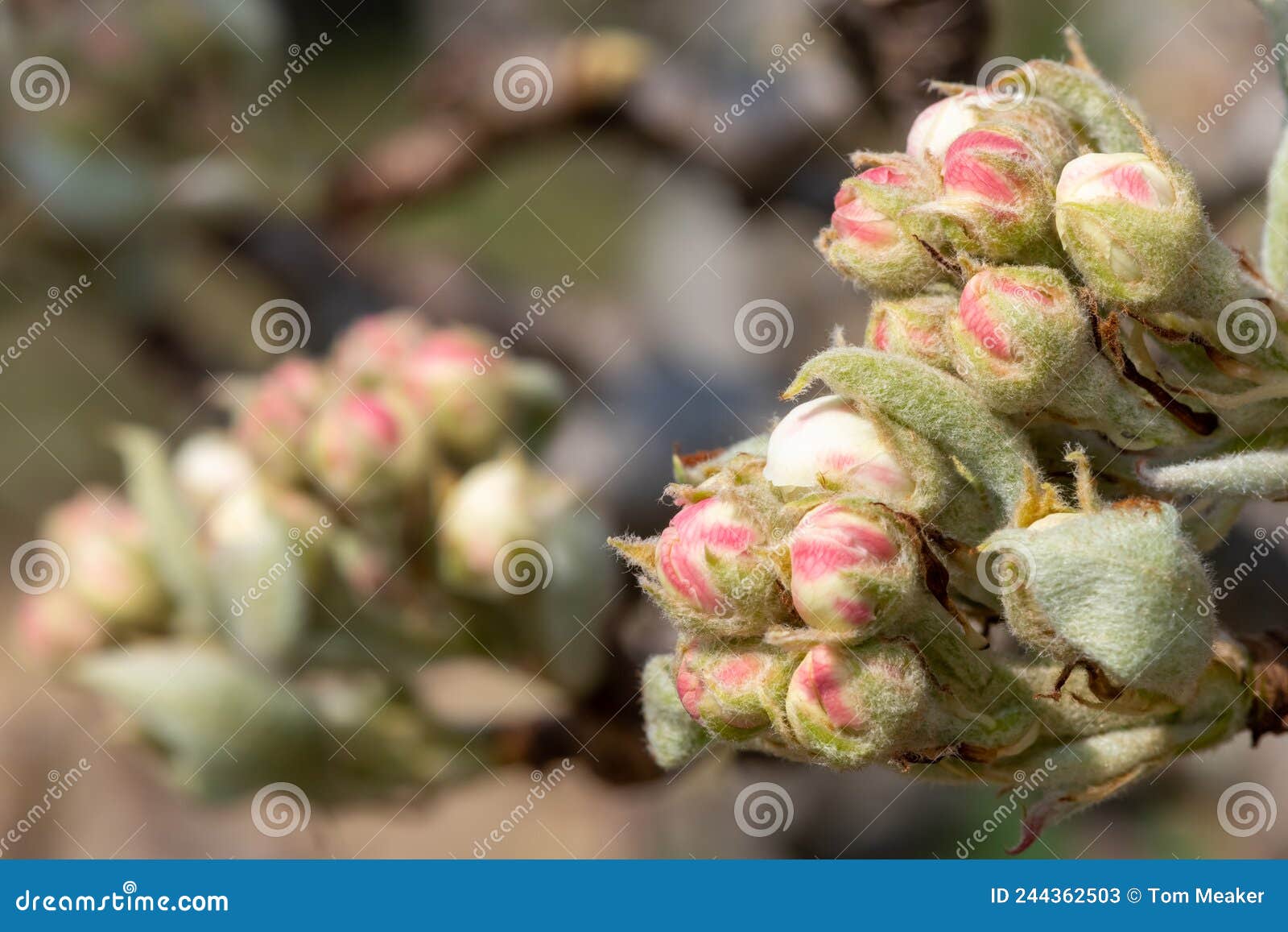 Pear buds stock image. Image of outdoor, season, nature - 244362503
