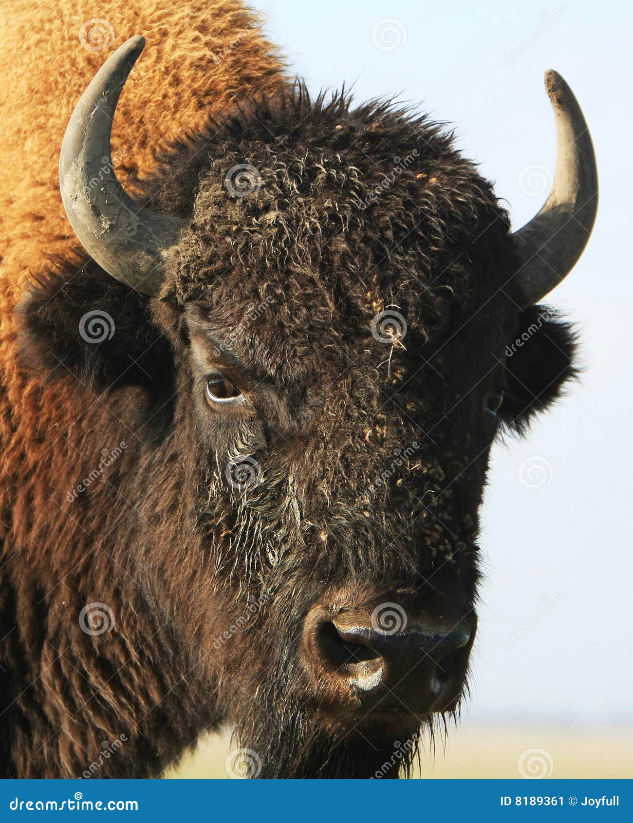 Close-up buffalo stock image. Image of extinct, park, tourism - 8189361