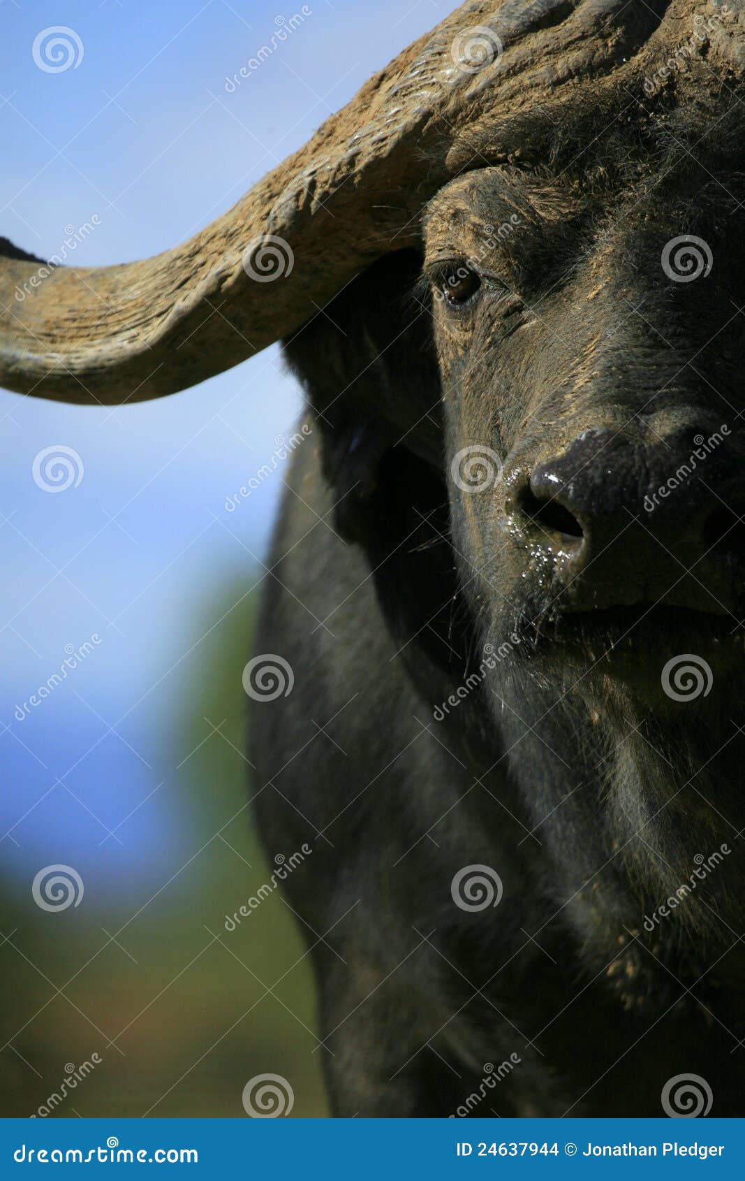 Close up of Buffalo Bull stock photo. Image of fearless - 24637944