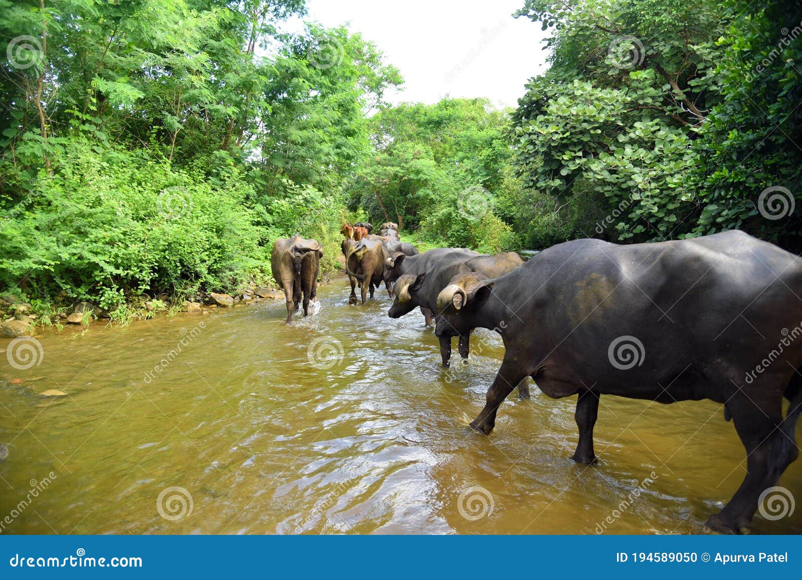 Close Up of Buffalo Crossing River Stock Photo - Image of animals ...