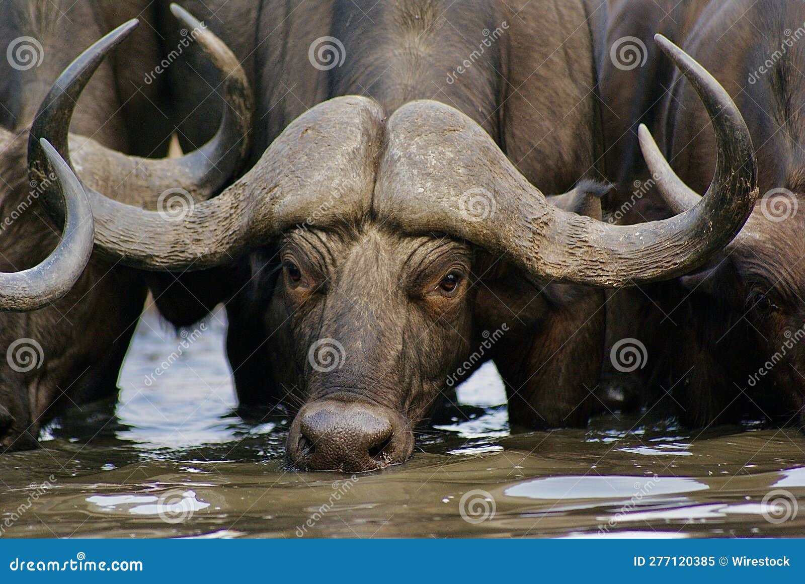 Close Up of a Buffalo Drinking from a River. Stock Image - Image of landscape, great: 277120385