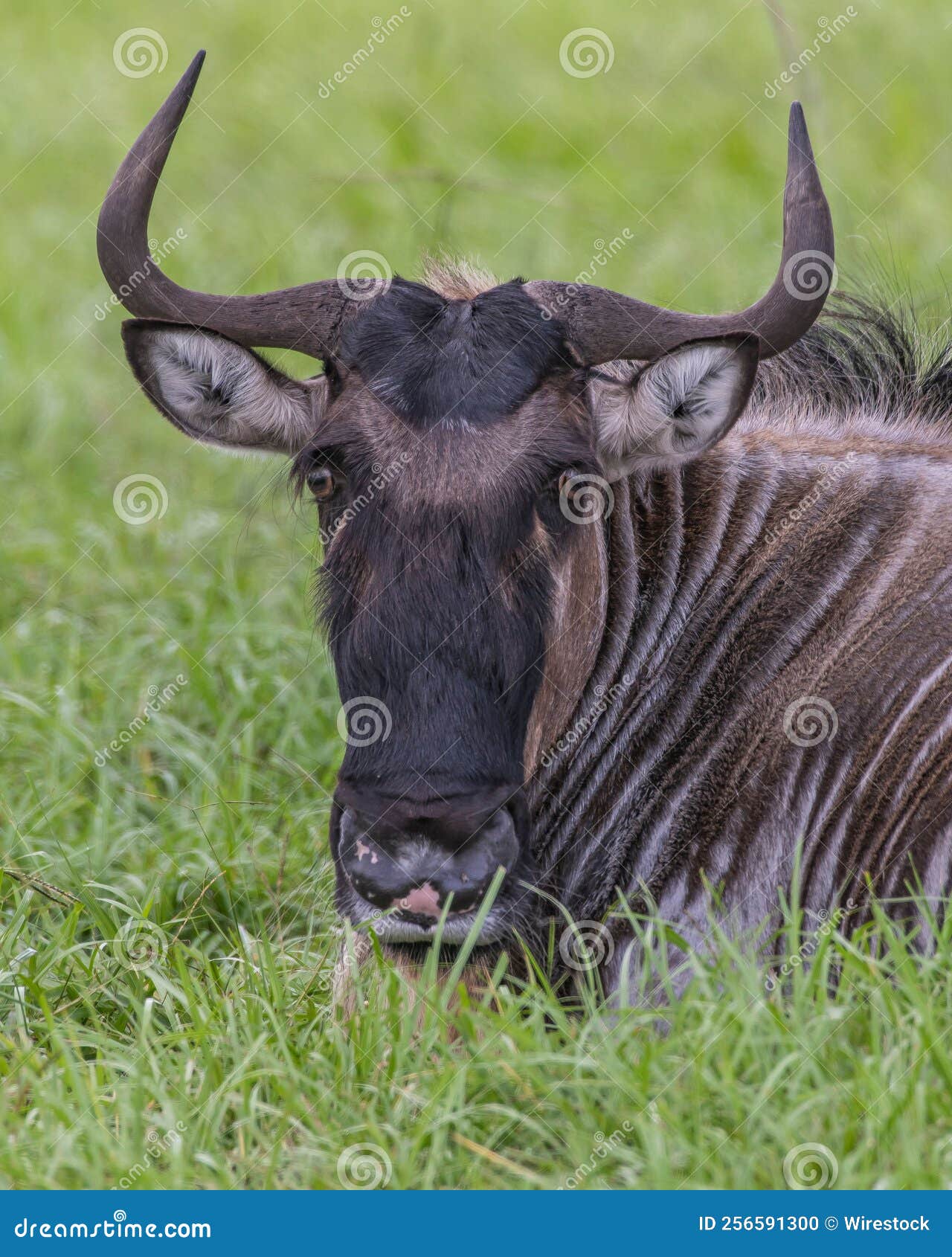 Close Up of a Buffalo on Grass Stock Photo - Image of africa, buffalo ...