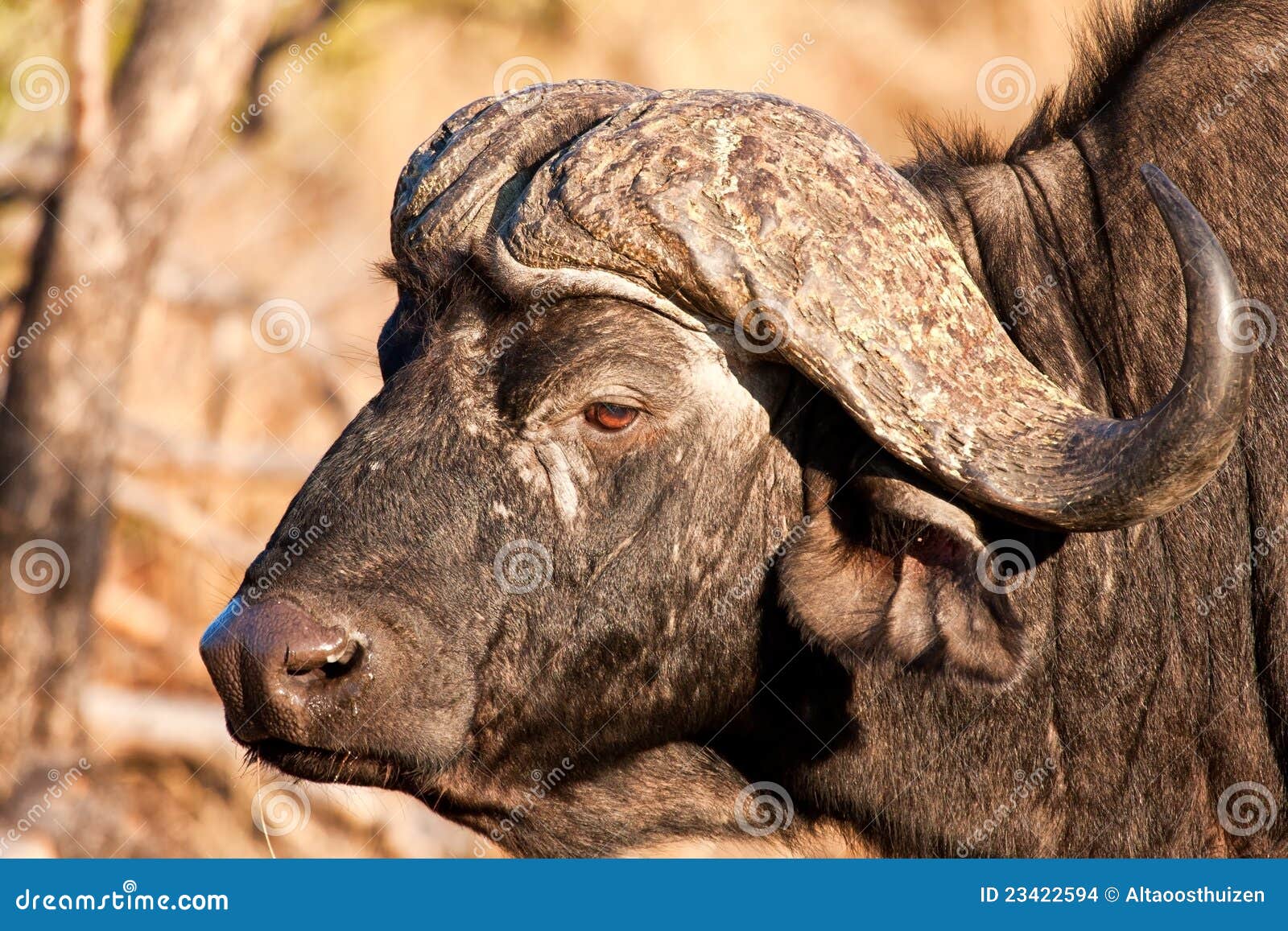 Close-up of a buffalo head stock photo. Image of engraved - 23422594