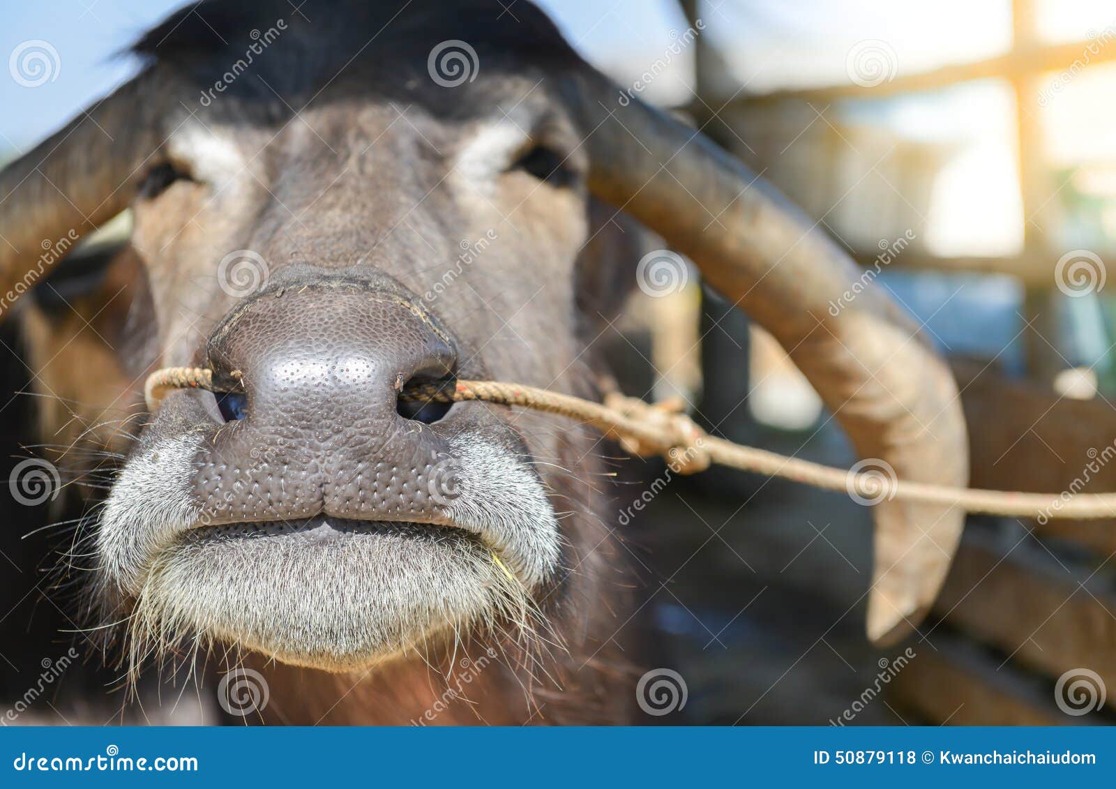 Close-up of buffalo nose stock photo. Image of male, africa - 50879118