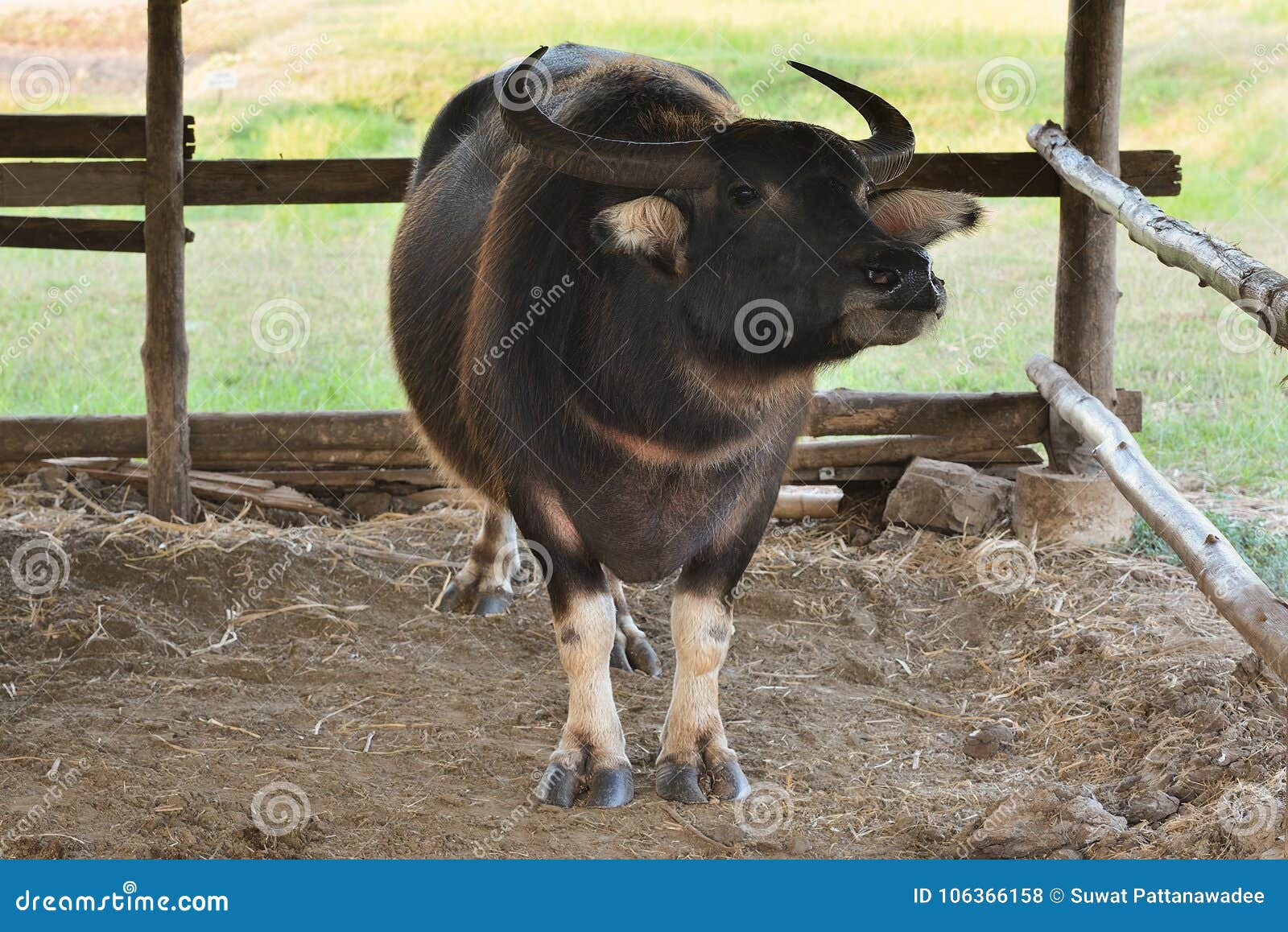 Close up buffalo. stock photo. Image of agriculture - 106366158