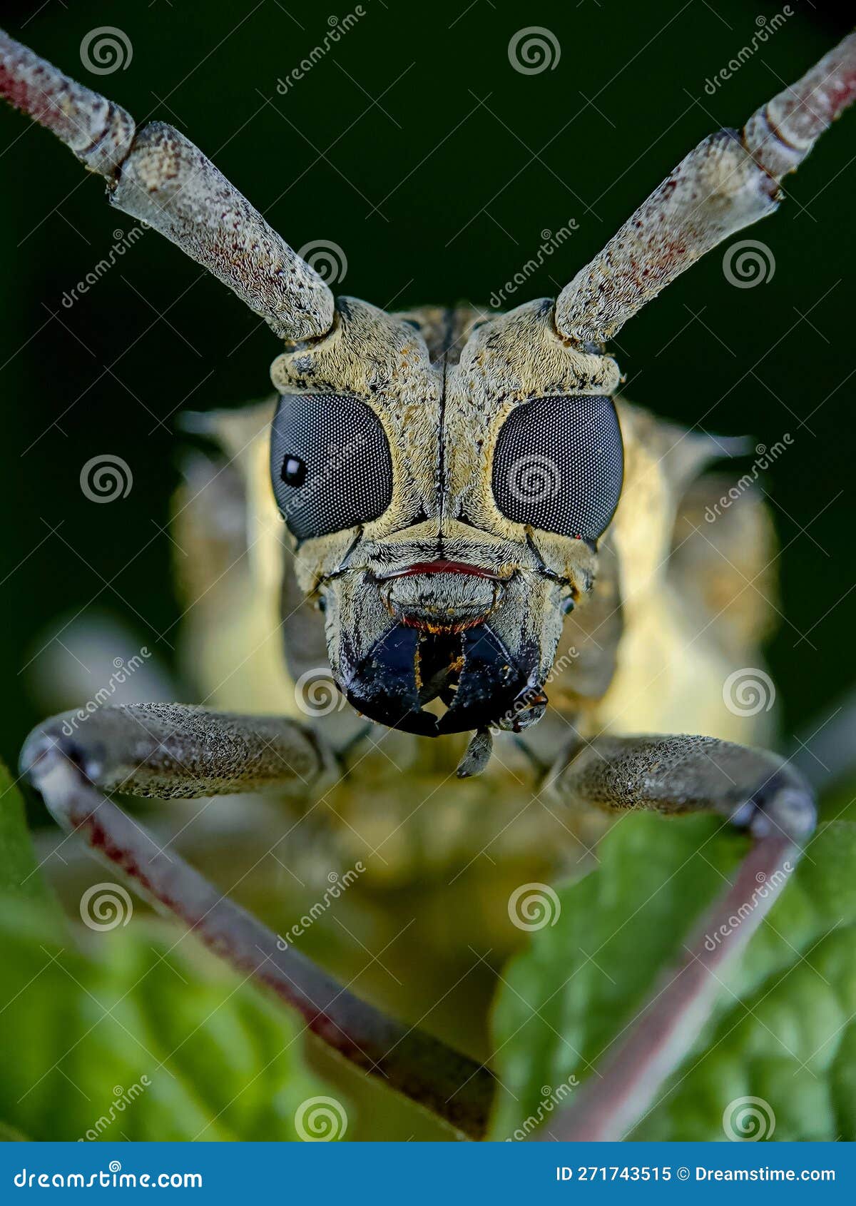 A Close Up of a Bug with a Black Face and a Black Eye Stock Image ...