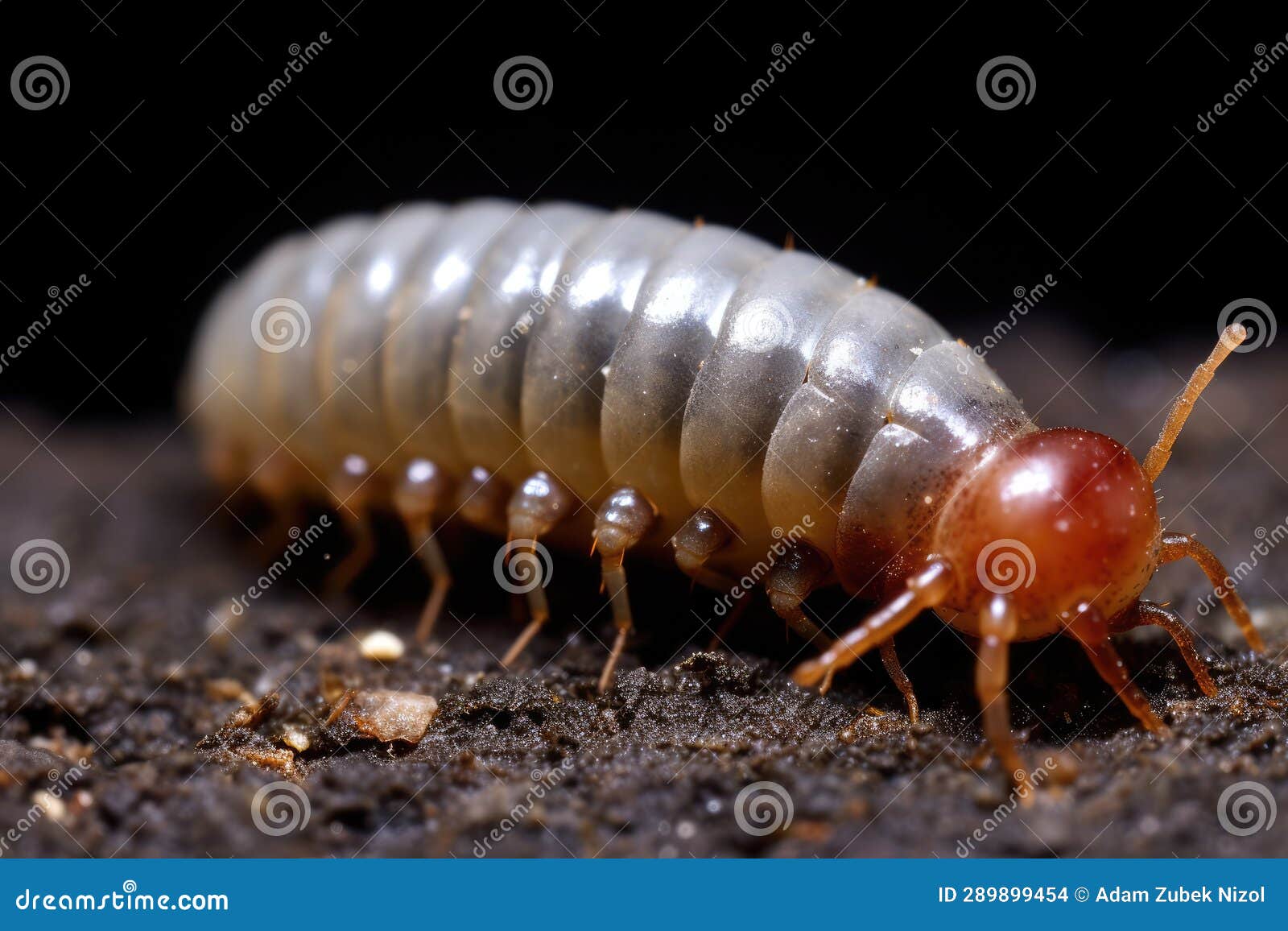 A close up of a bug stock illustration. Illustration of synthography ...