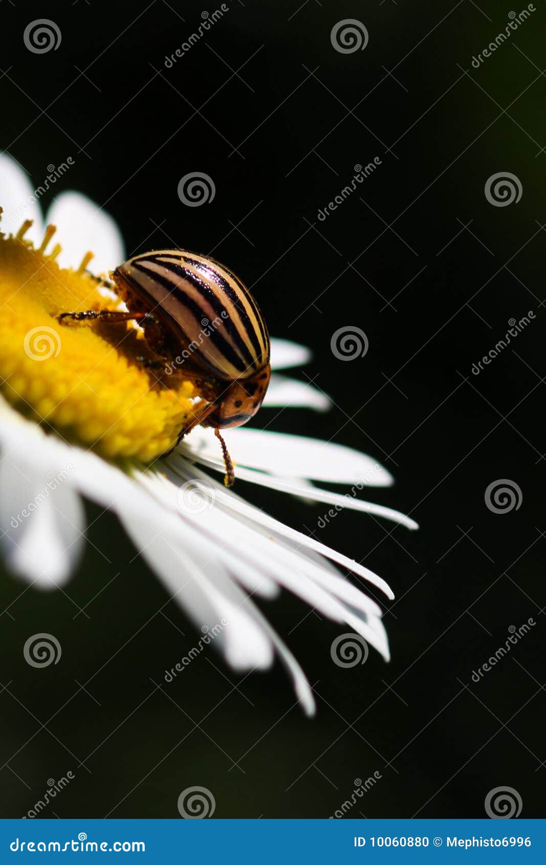 Close Up with Bug on Flower Stock Photo - Image of flower, daisy: 10060880