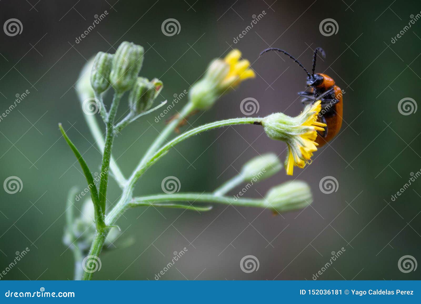 Close-up of a Bug on a Flower Stock Image - Image of colorful, bright ...