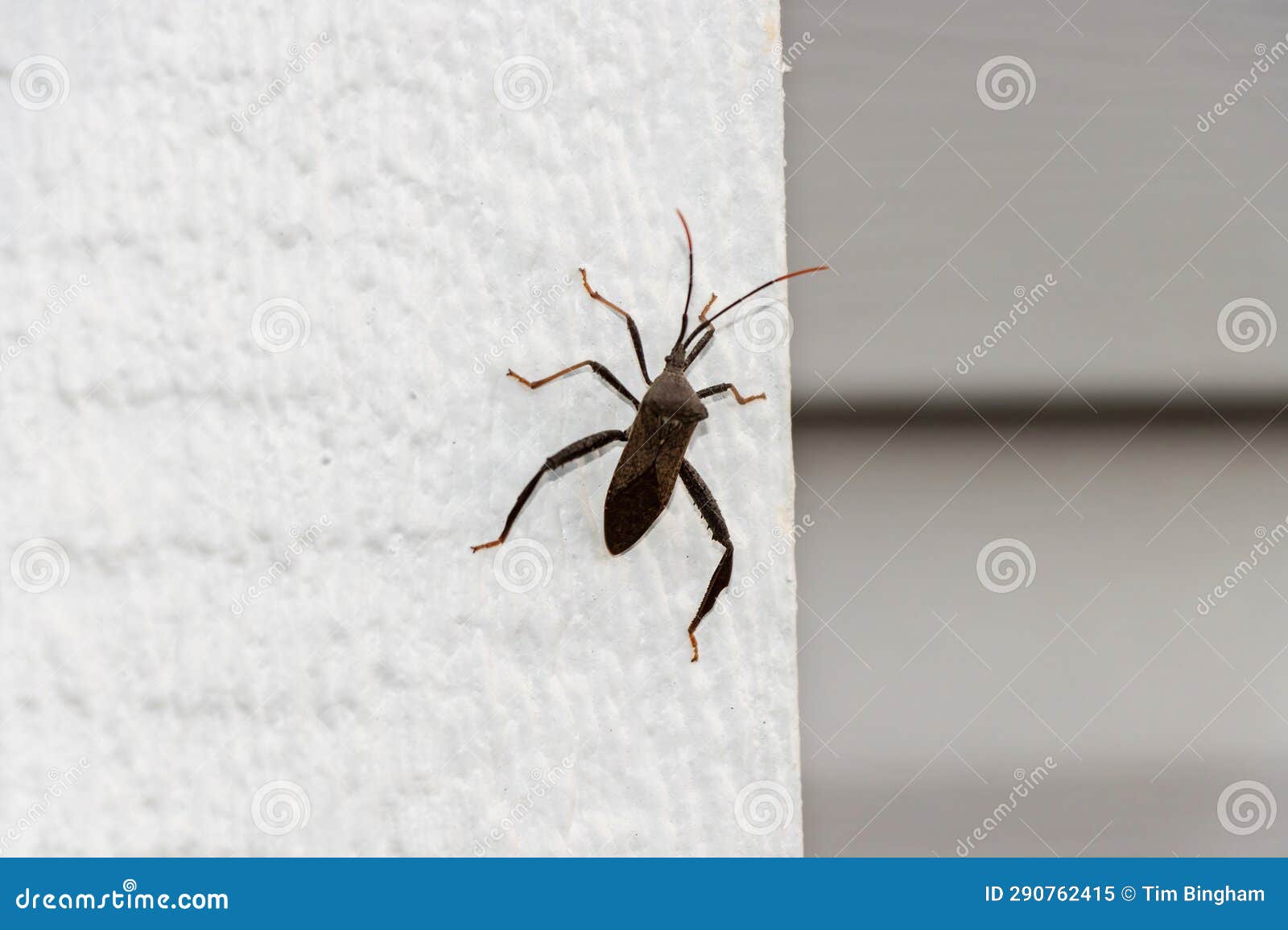 Close Up of Bug on the Side of a Building Stock Image - Image of legs ...