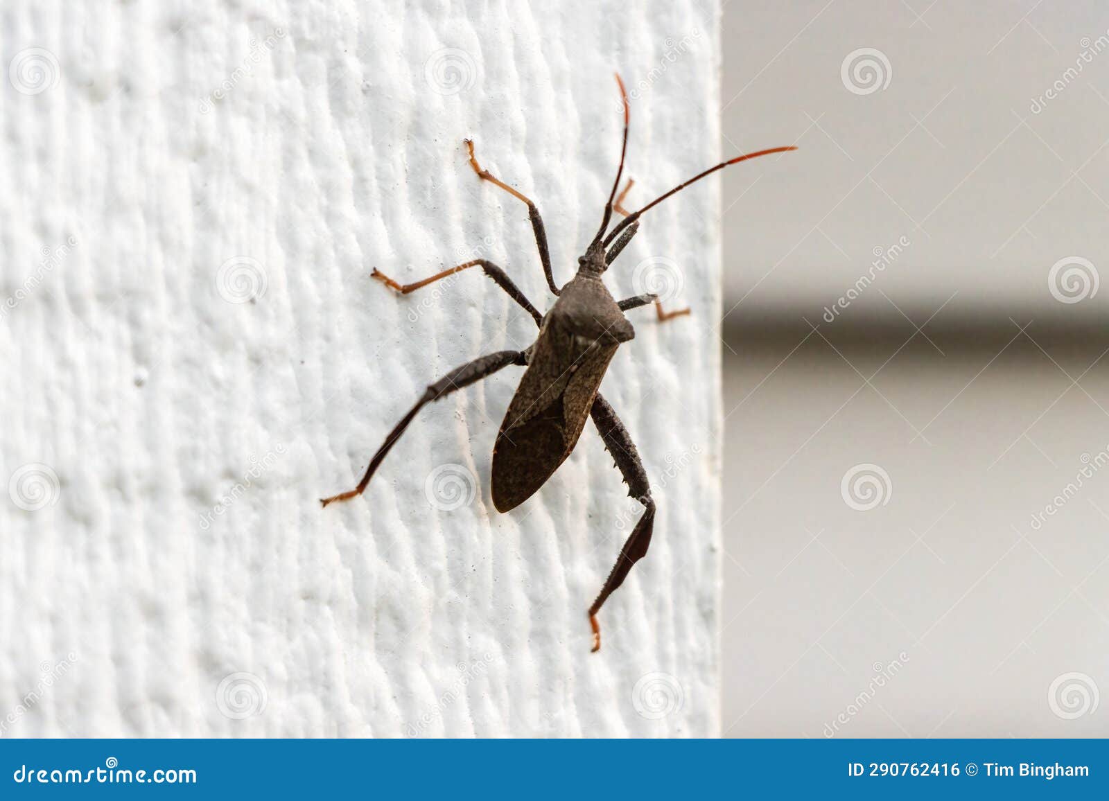 Close Up of Bug on the Side of a Building Stock Photo - Image of side ...