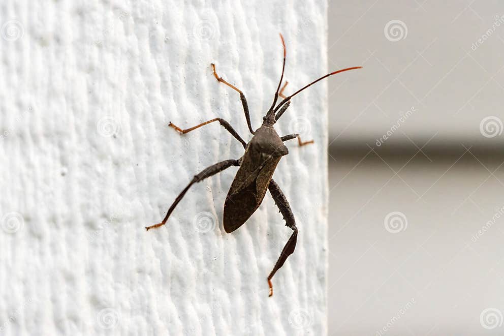 Close Up of Bug on the Side of a Building Stock Photo - Image of side ...