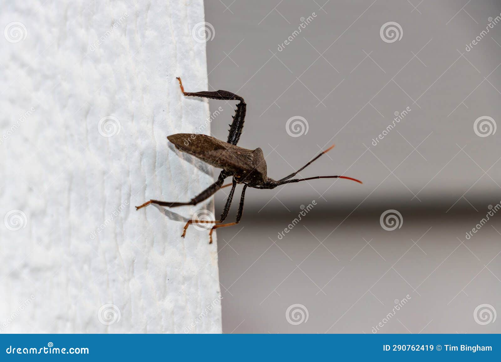 Close Up of Bug on the Side of a Building Stock Image - Image of orange ...