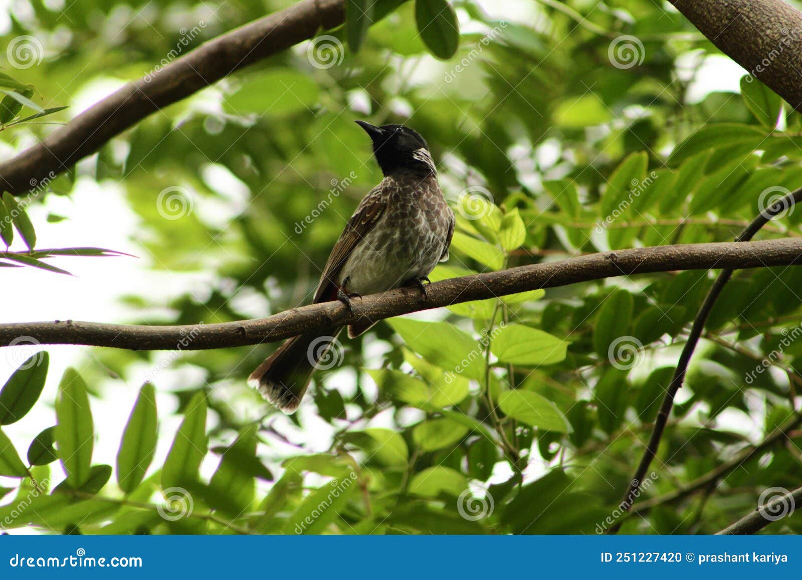 Close-up of Bulbul Bird Sitting on Branch Stock Photo - Image of forest ...