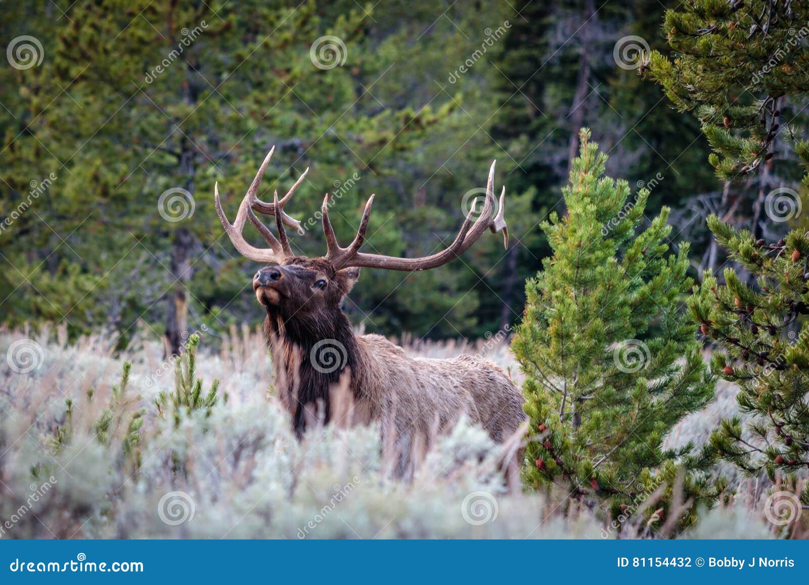 Close Up Bull Elk Standing in the Sage Stock Photo - Image of aspens ...