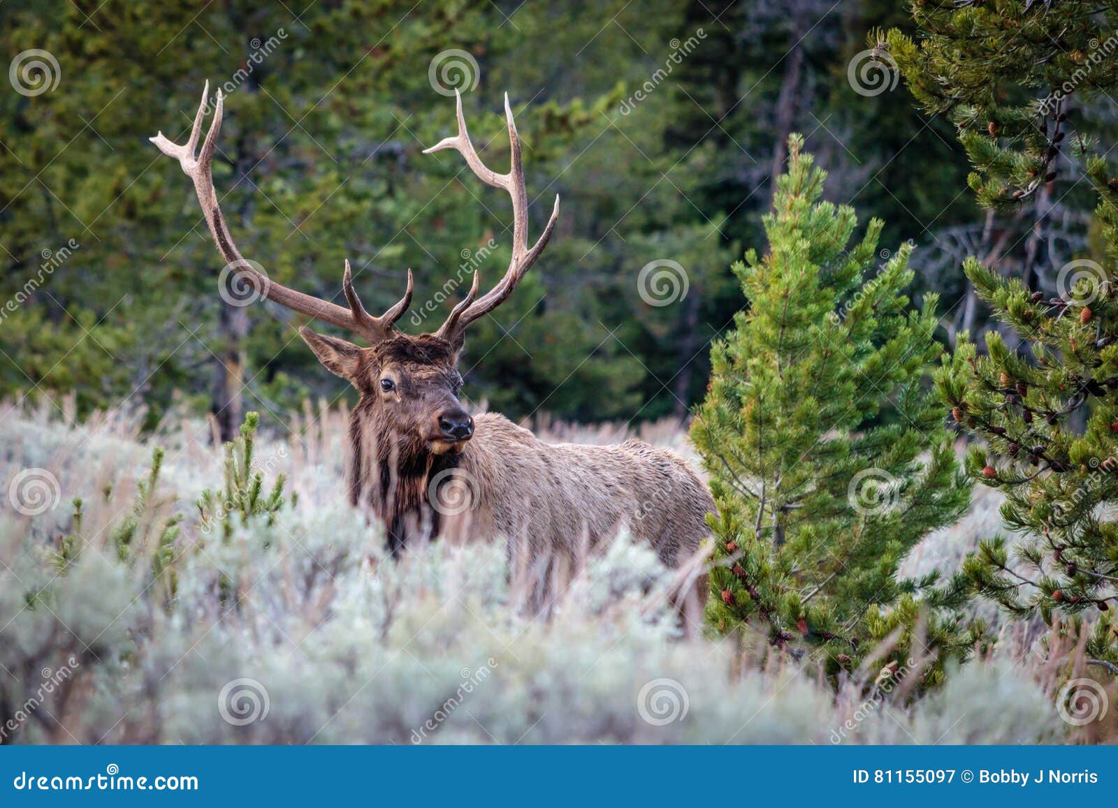 Close Up Bull Elk Standing in the Sage Stock Image - Image of bull ...