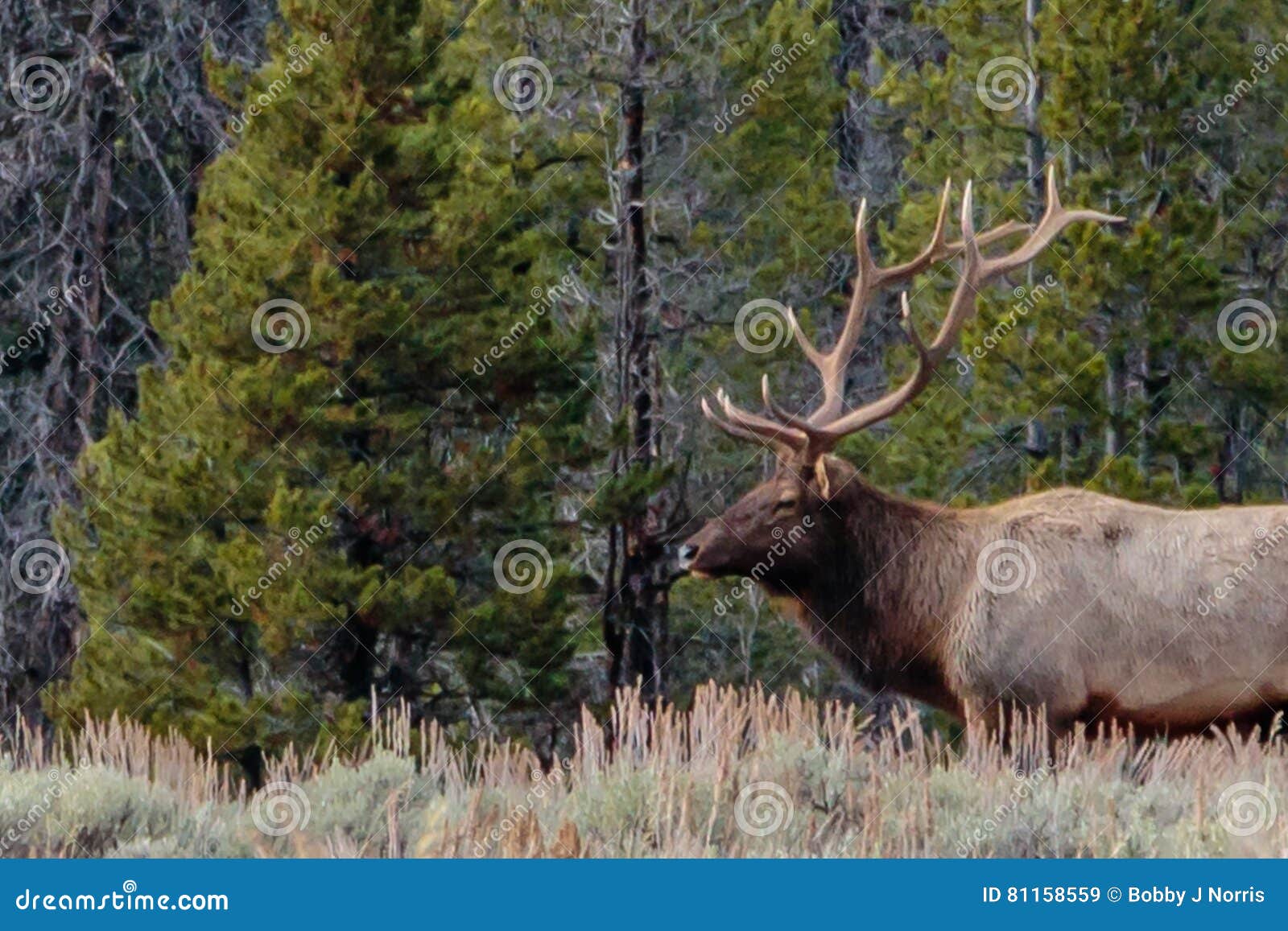 Close Up Bull Elk Standing in the Sage Stock Image - Image of peaks ...