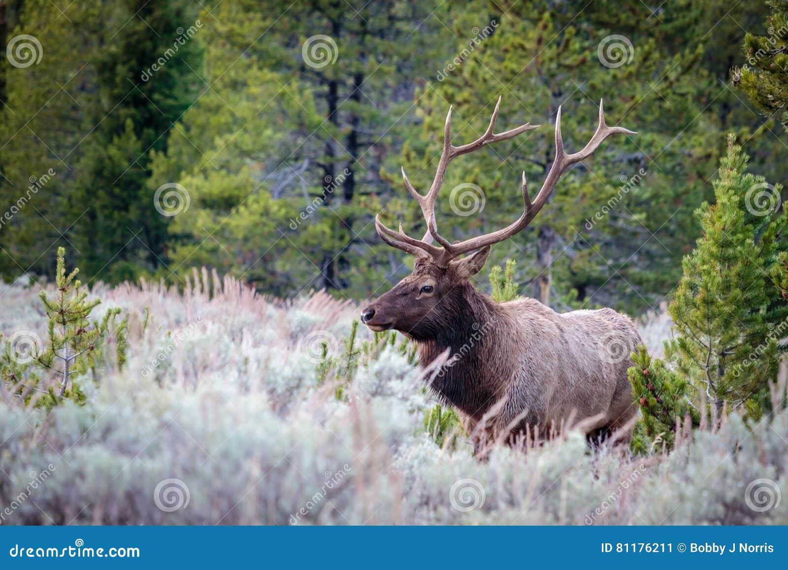 Close Up Bull Elk Standing in the Sage Stock Image - Image of sunrise ...
