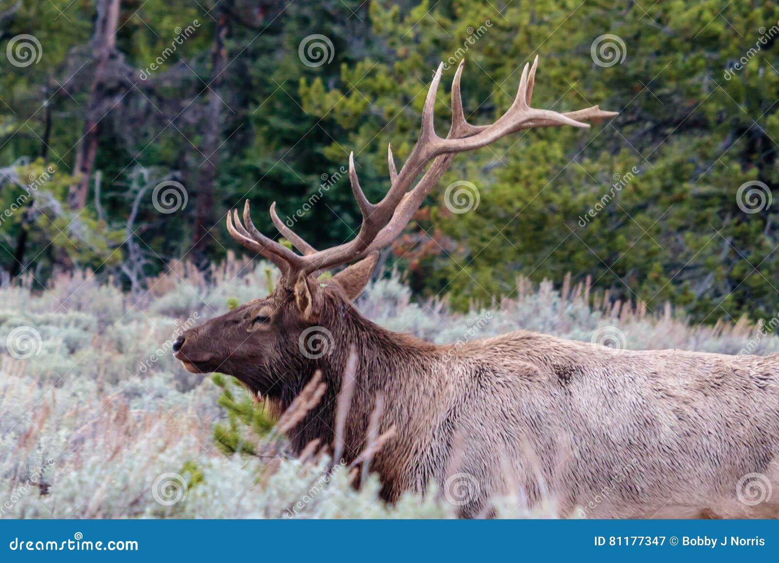 Close Up Bull Elk Standing in the Sage Stock Image - Image of aspens ...