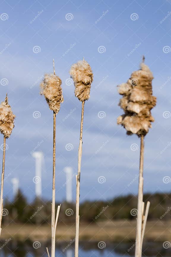 Close up of a Bull Rush stock photo. Image of outdoor - 14439476