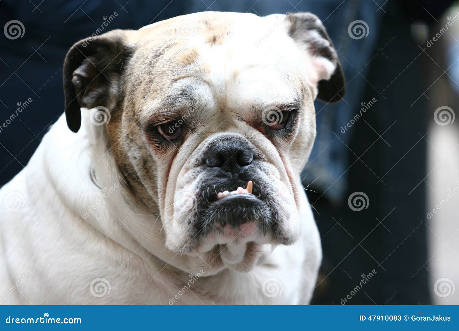 Close Up of Bulldog with Canines Stock Image - Image of brown ...
