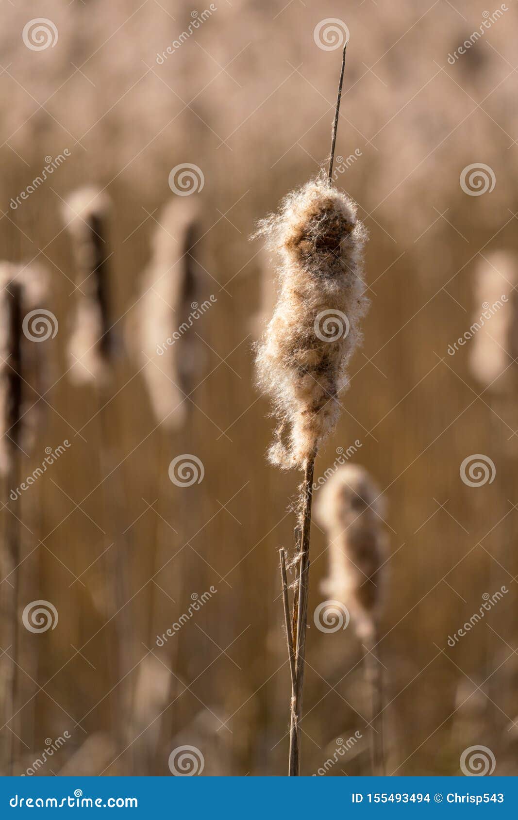Close Up of a Bulrush Seed Head Stock Photo - Image of riverbank ...