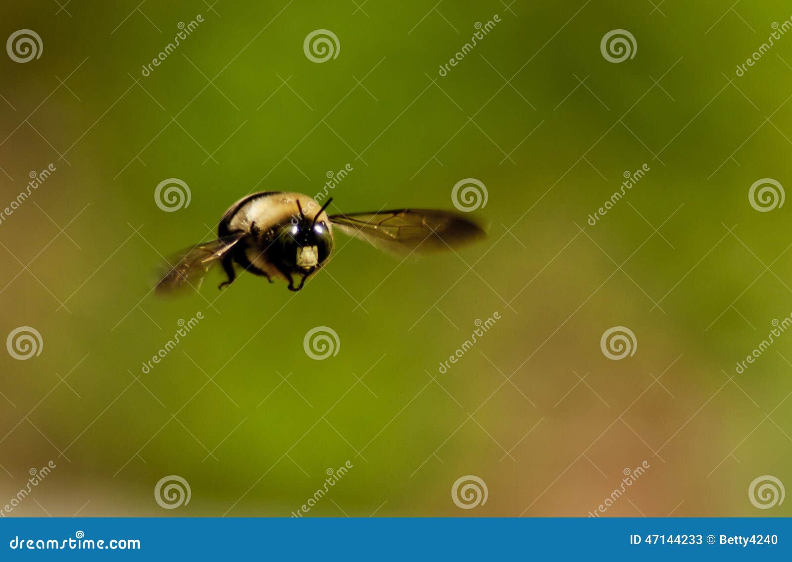 Close Up Bumble Bee Flying Toward the Camera. Stock Image - Image of ...