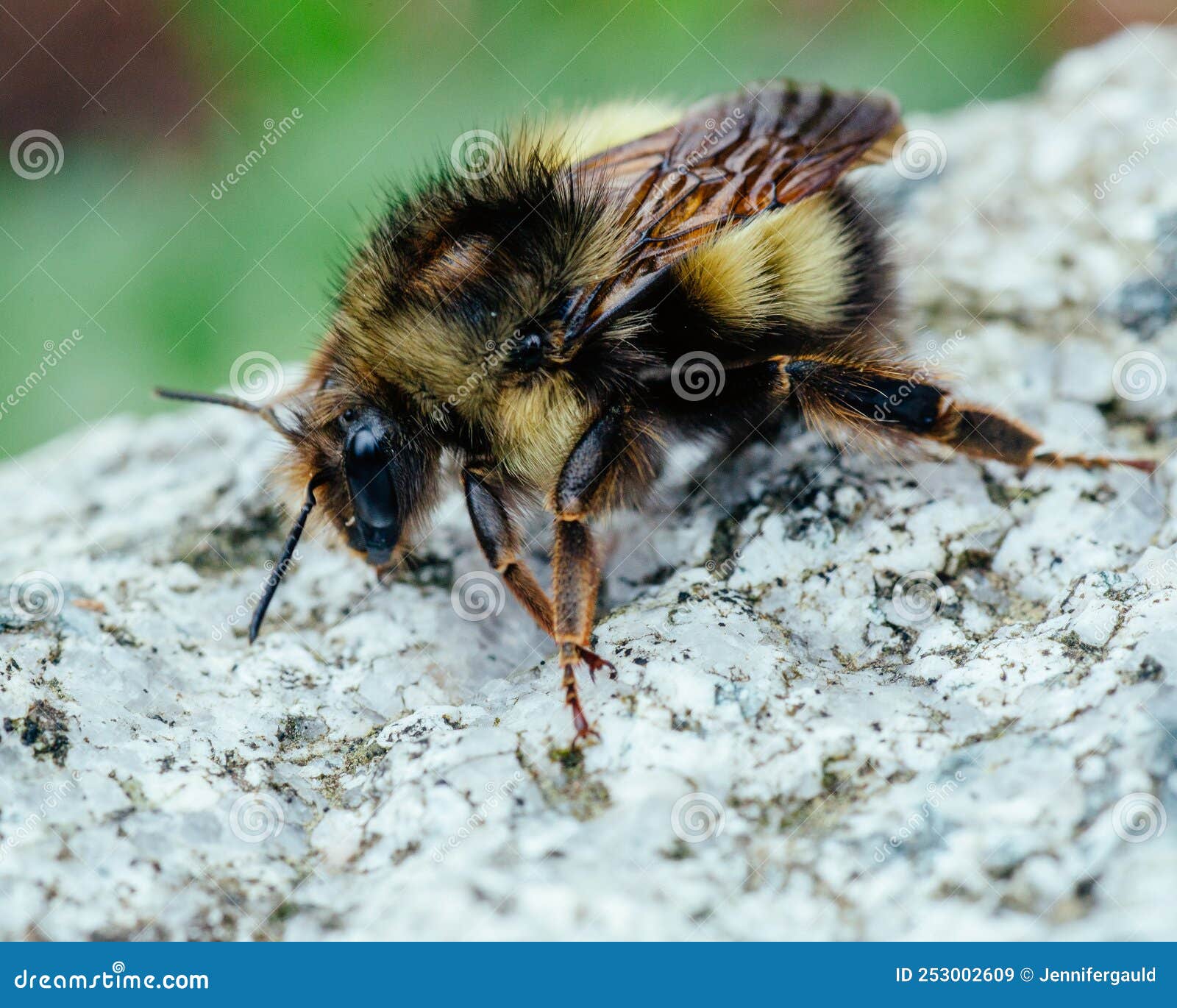Close Up of a Bumble Bee on a Rock Stock Image - Image of pollination ...