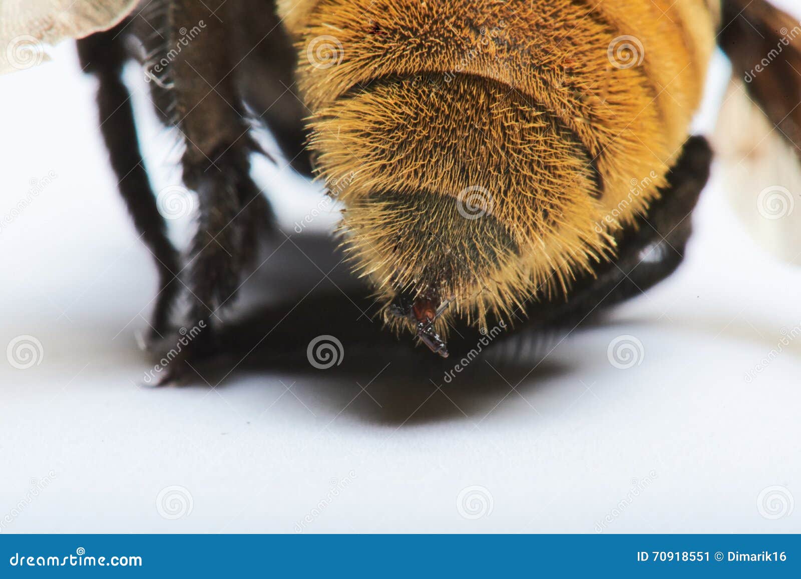 Close up bumble bee sting stock image. Image of pollen - 70918551