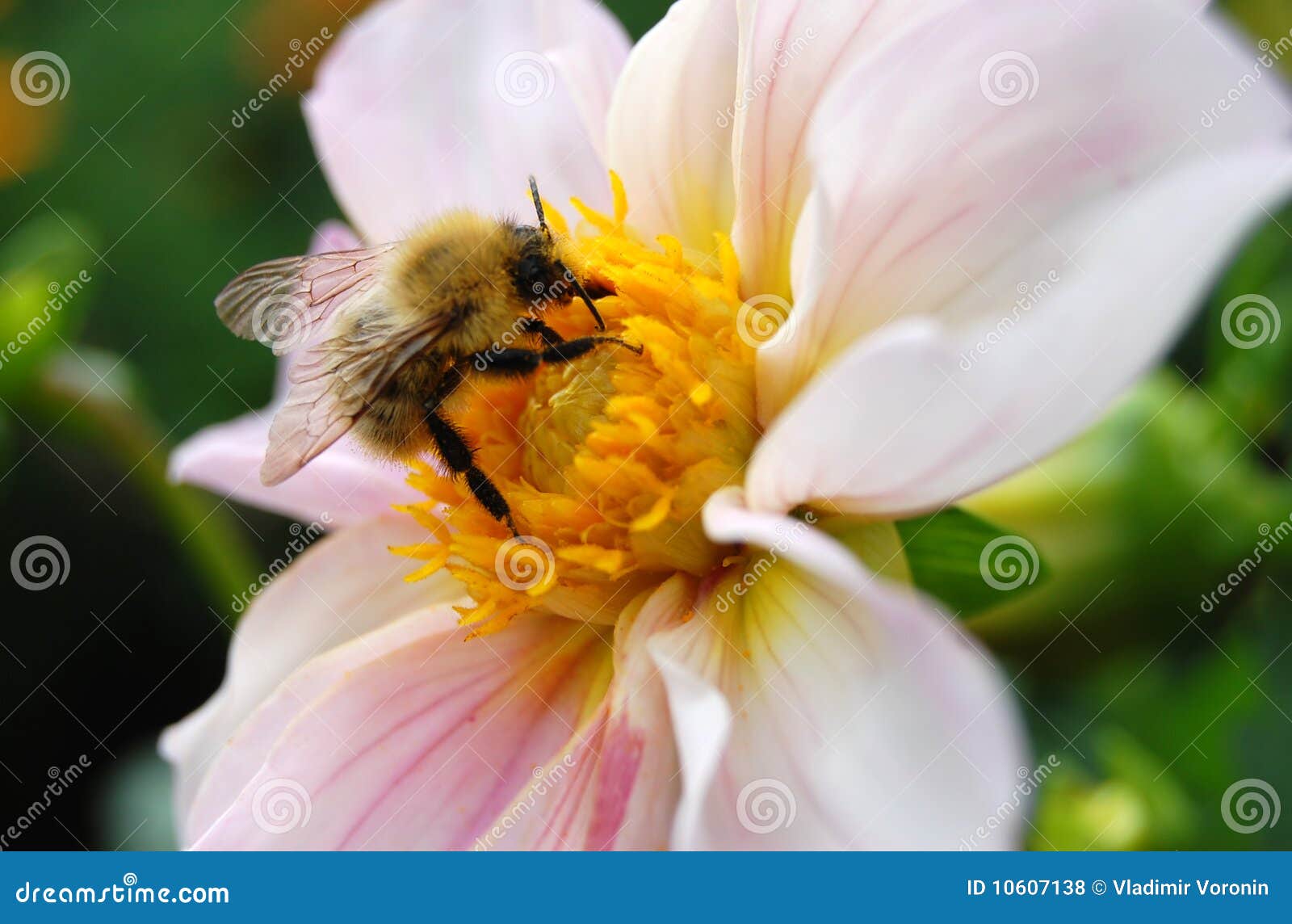 Close-up of Bumblebee on Flower Stock Photo - Image of insect ...