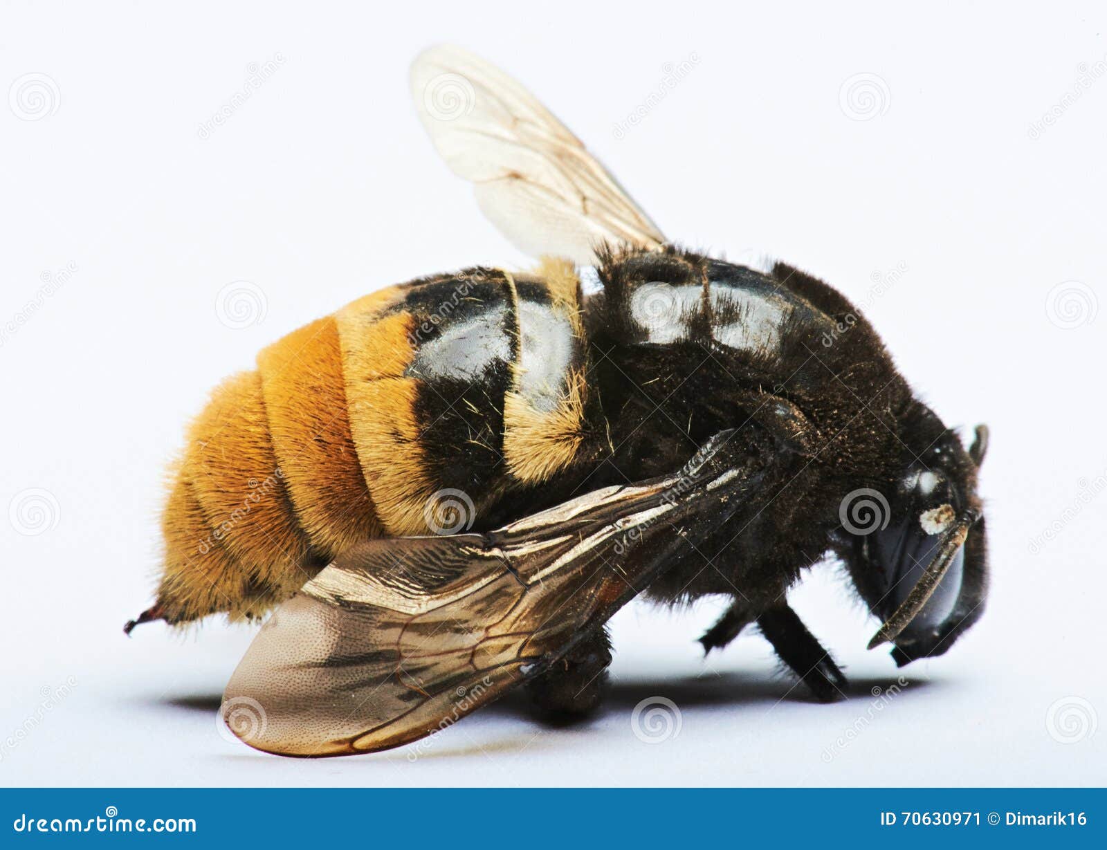 Close up of bumblebee stock image. Image of humblebee - 70630971