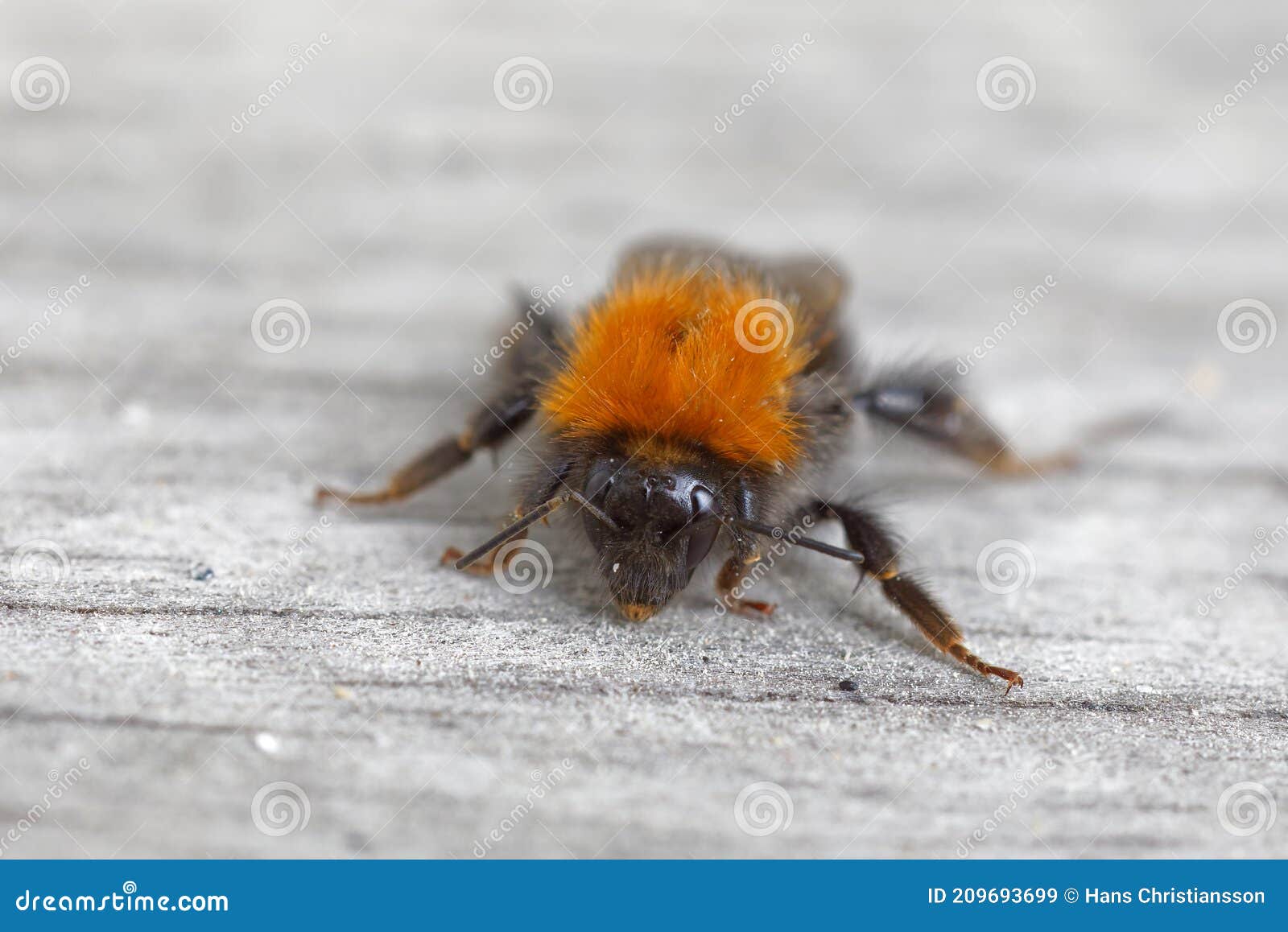 Close Up of a Bumblebee Sitting on a Gray Plank, Front View Stock Image ...
