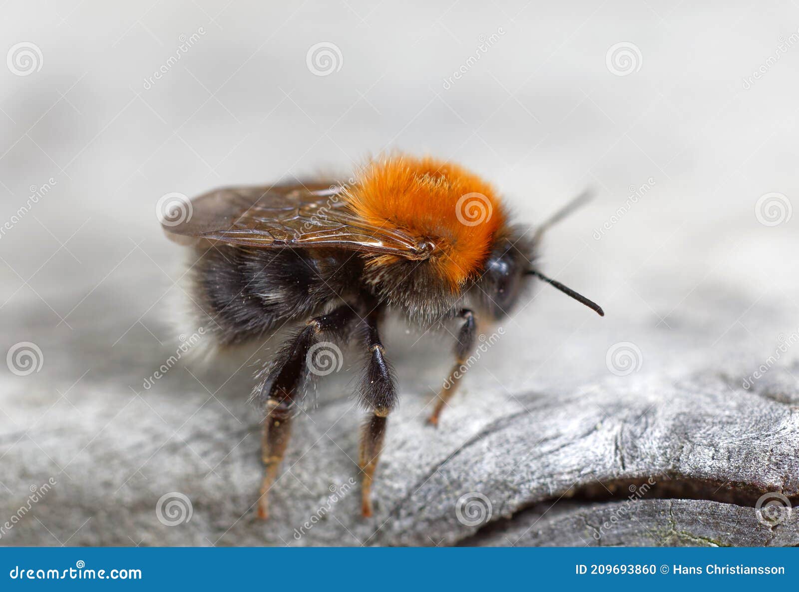Close Up of a Bumblebee Sitting on a Gray Plank, Side View Stock Photo ...