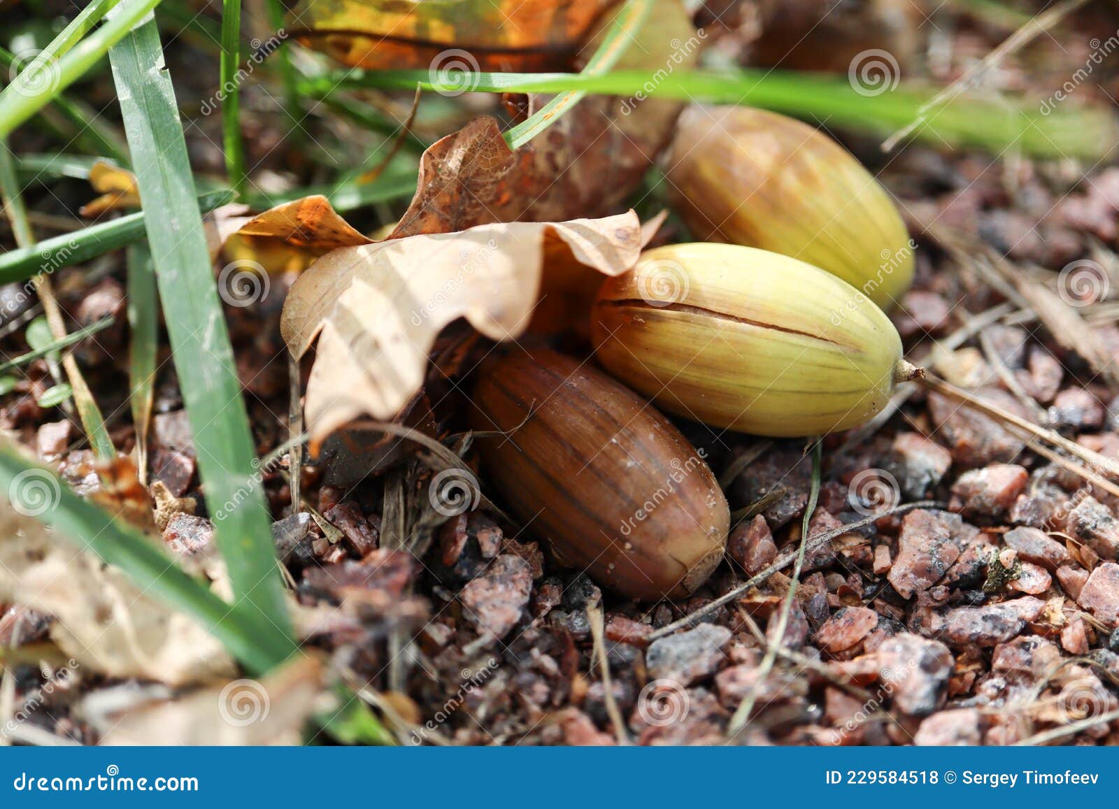 Close Up of a Bunch of Acorns with Oak Branch on the Ground Stock Photo ...