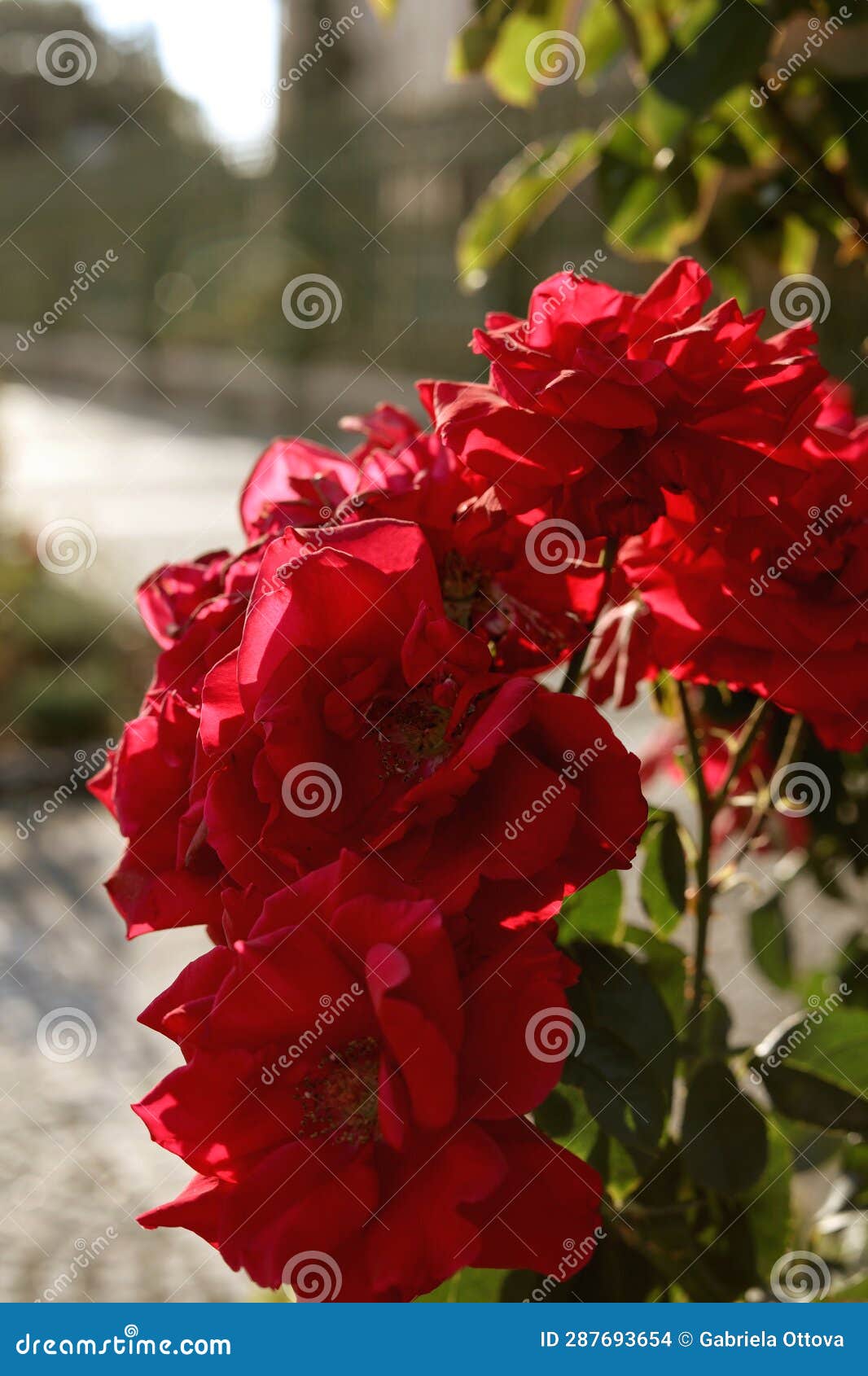 Bunch of Backlit Bright Red Roses Stock Photo - Image of roses, bunch ...