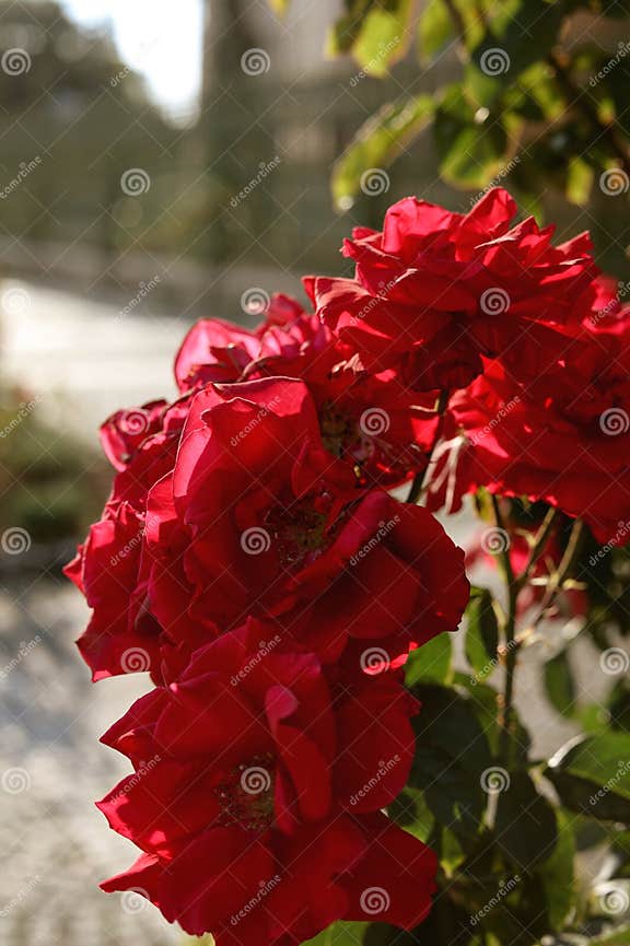Bunch of Backlit Bright Red Roses Stock Photo - Image of roses, bunch ...