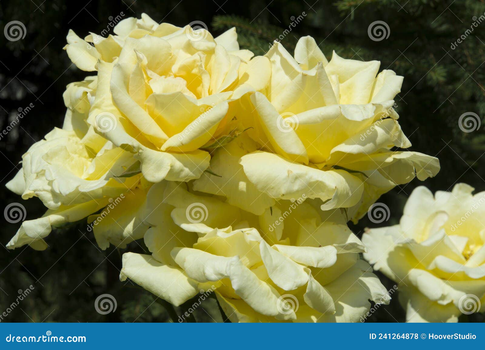 Close-up: Bunch of Big Pale Yellow Roses Sideways Stock Photo - Image ...