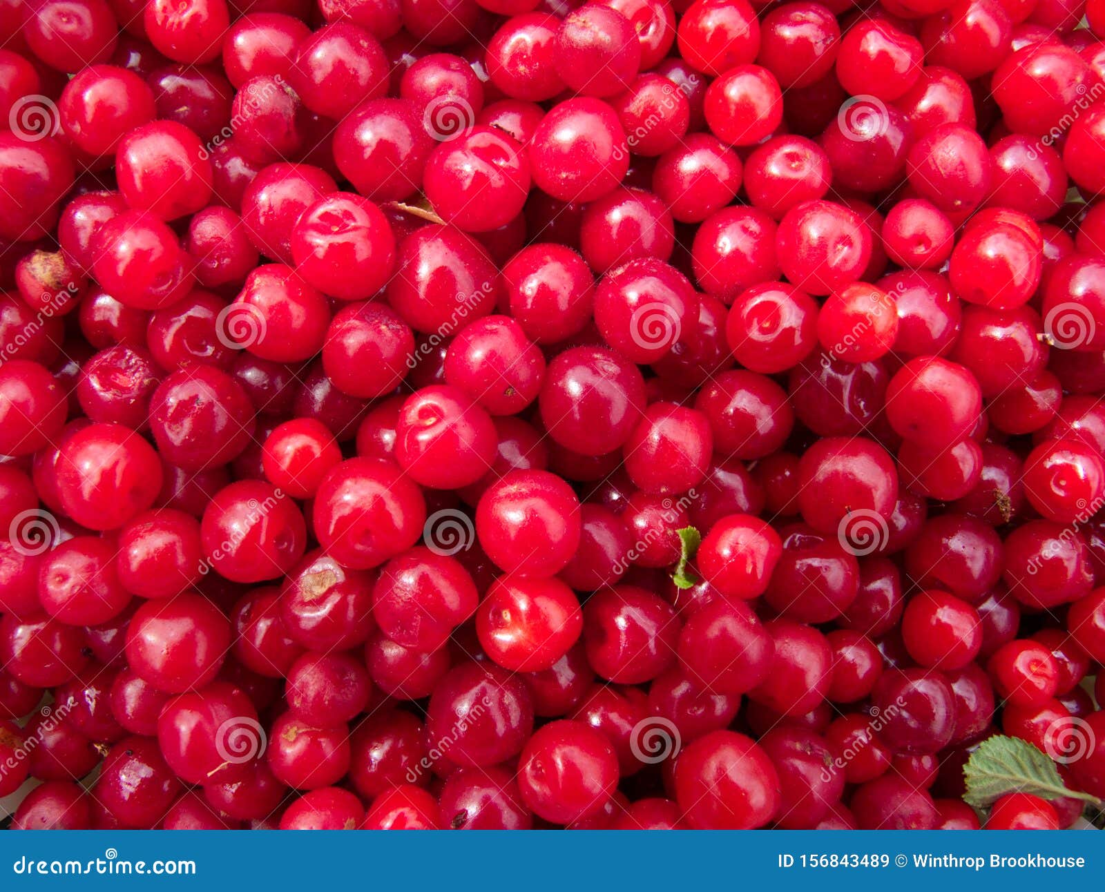 Close-up of a Bunch of Red Cherries Stock Image - Image of edible ...