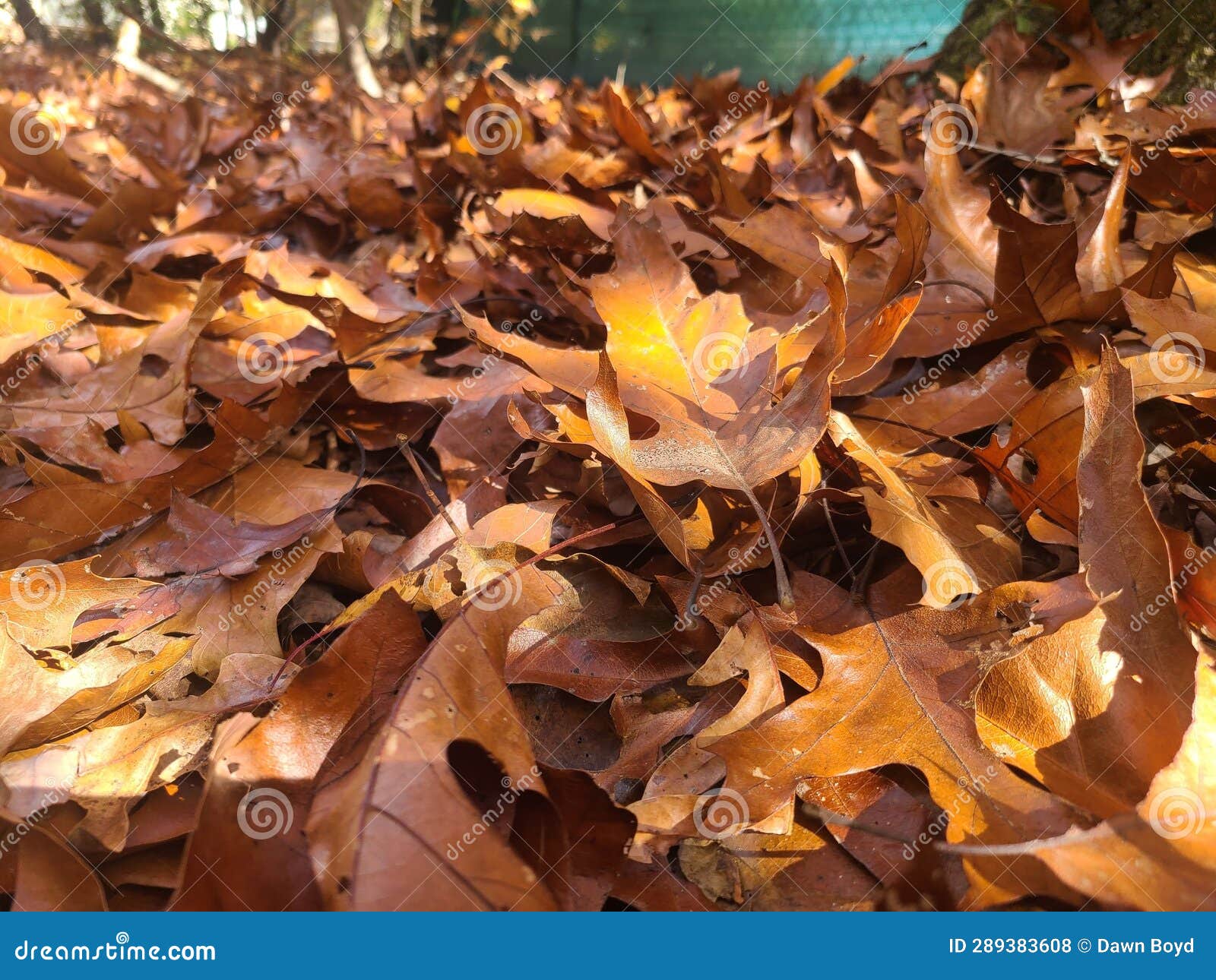 A Bunch of Crisp Brown Fall Leaves on the Ground Stock Photo - Image of ...