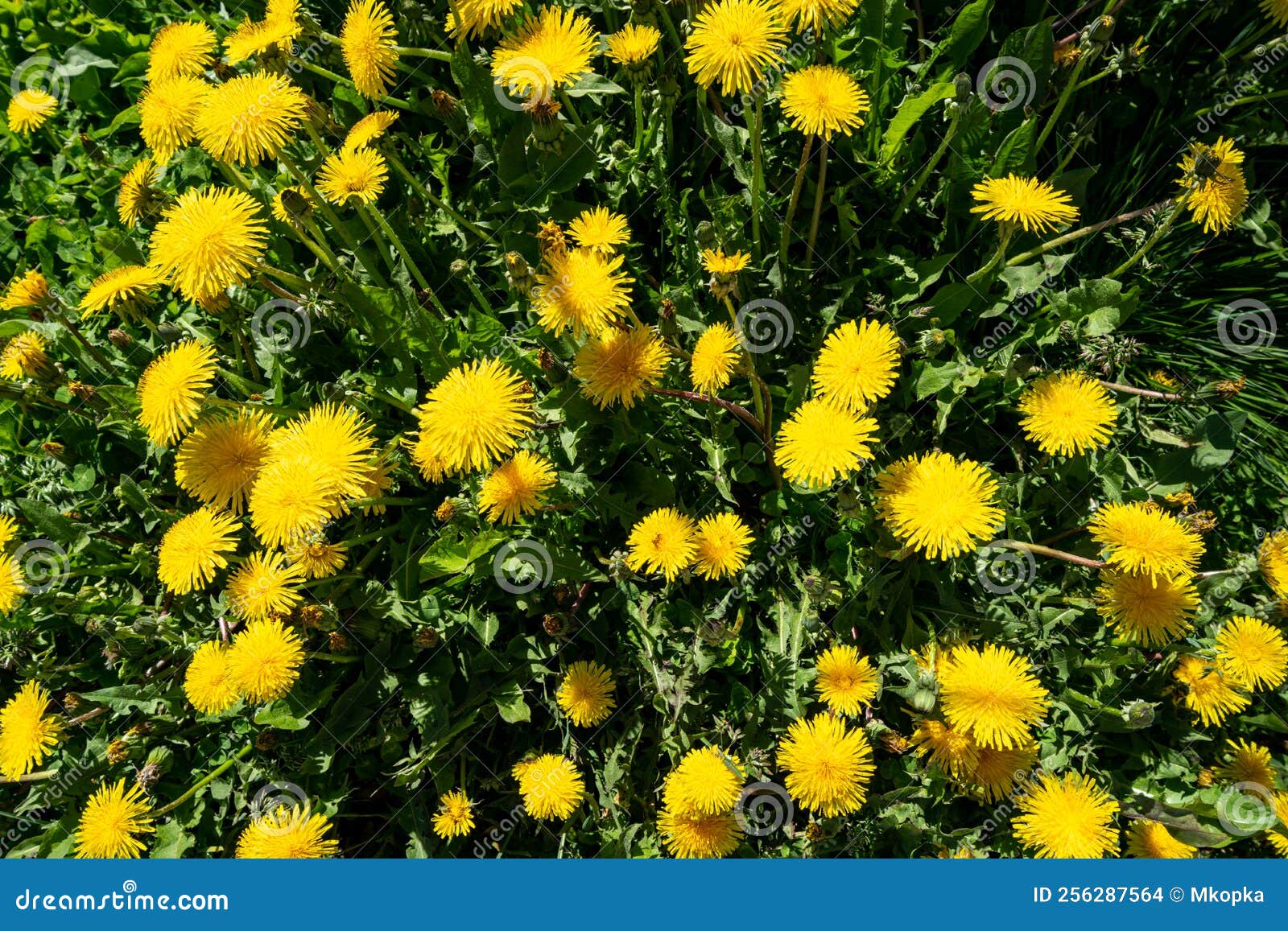 Close Up of a Bunch of Dandelion Weeds Growing in the Sunshine Stock ...